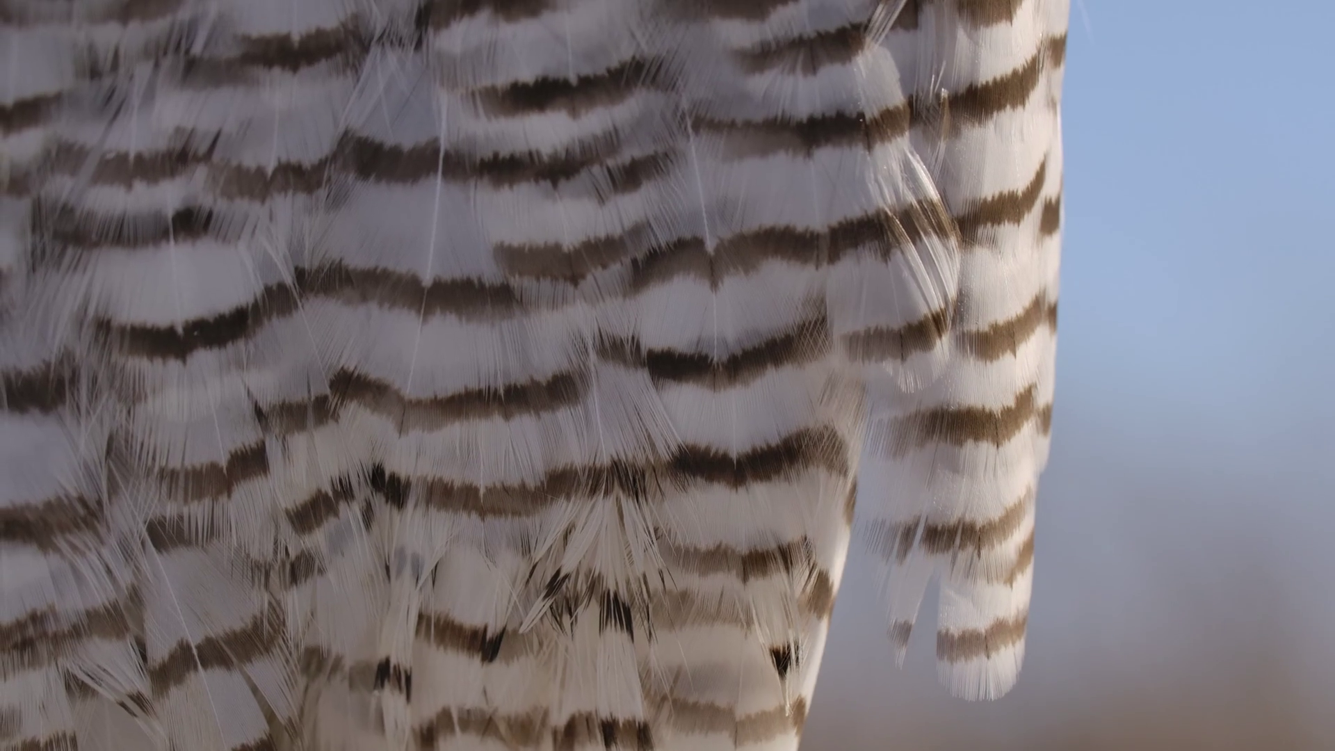 Snowy Owl Feather Details Closeup Panning Up Stock Footage SBV ...