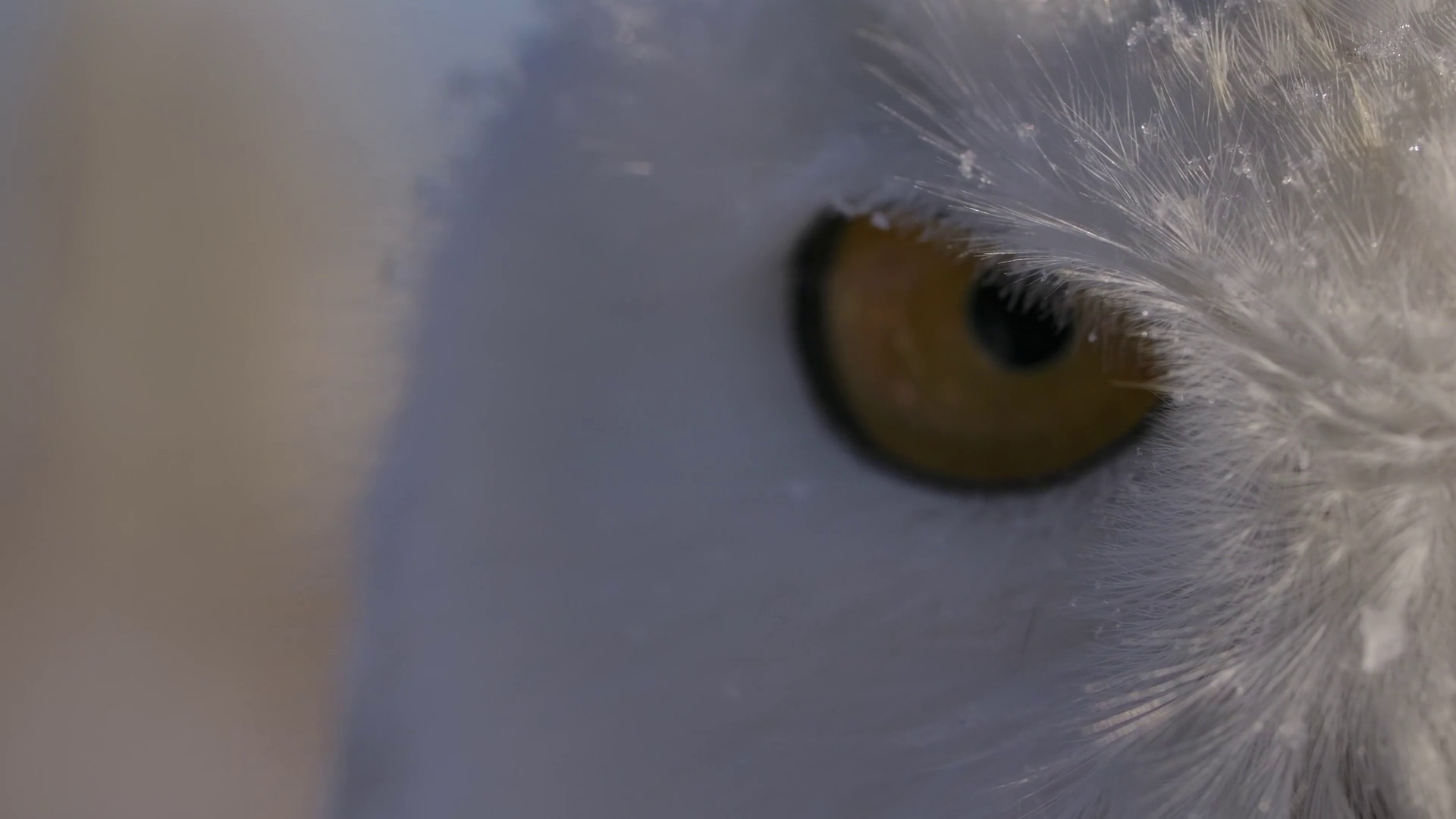 Snowy Owl Feather Patterns Detail Macro Stock Footage SBV-352216921 ...