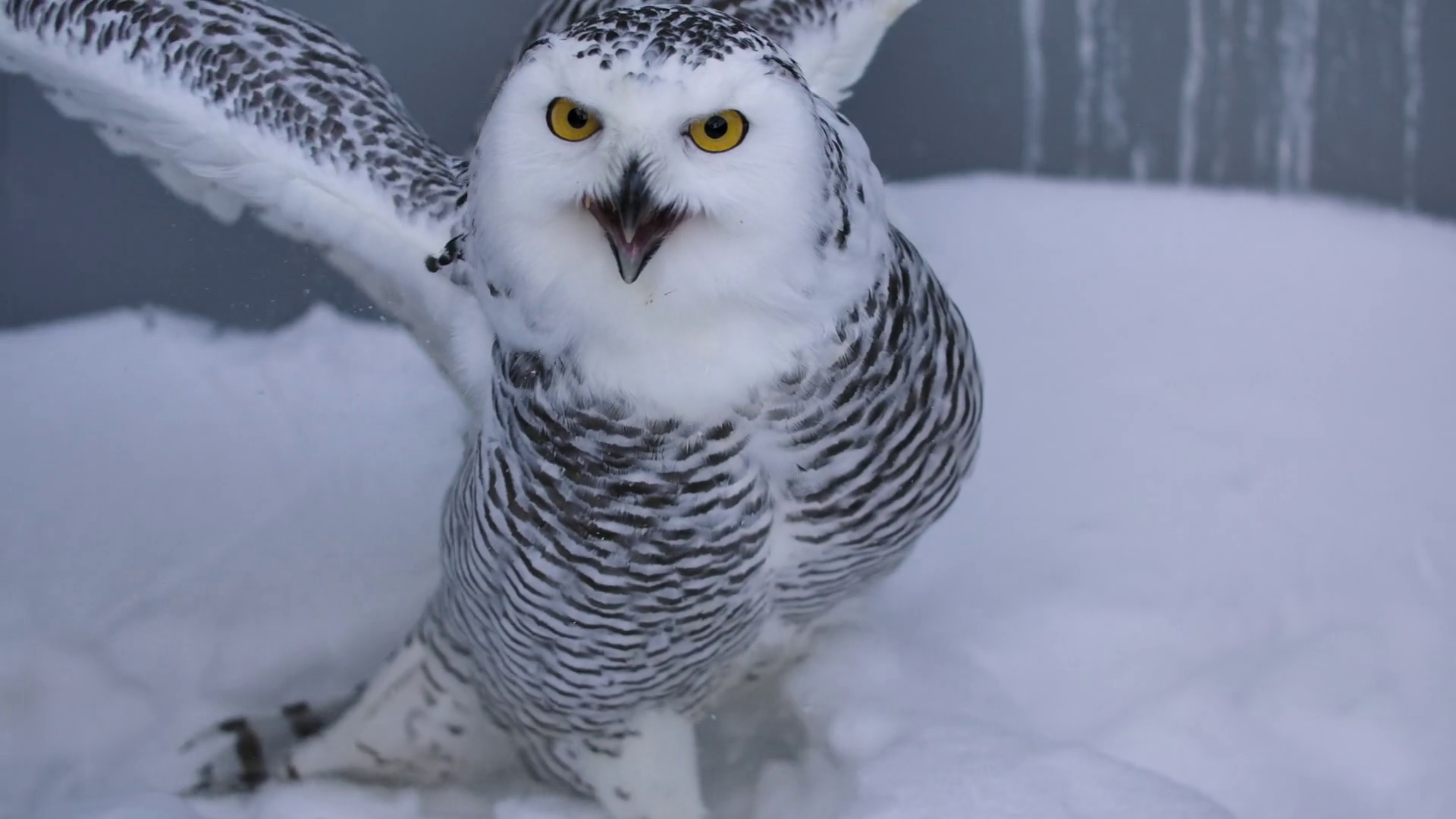 Snowy Owl Flapping Wings Jumping In Snow Stock Footage SBV-352216925 ...
