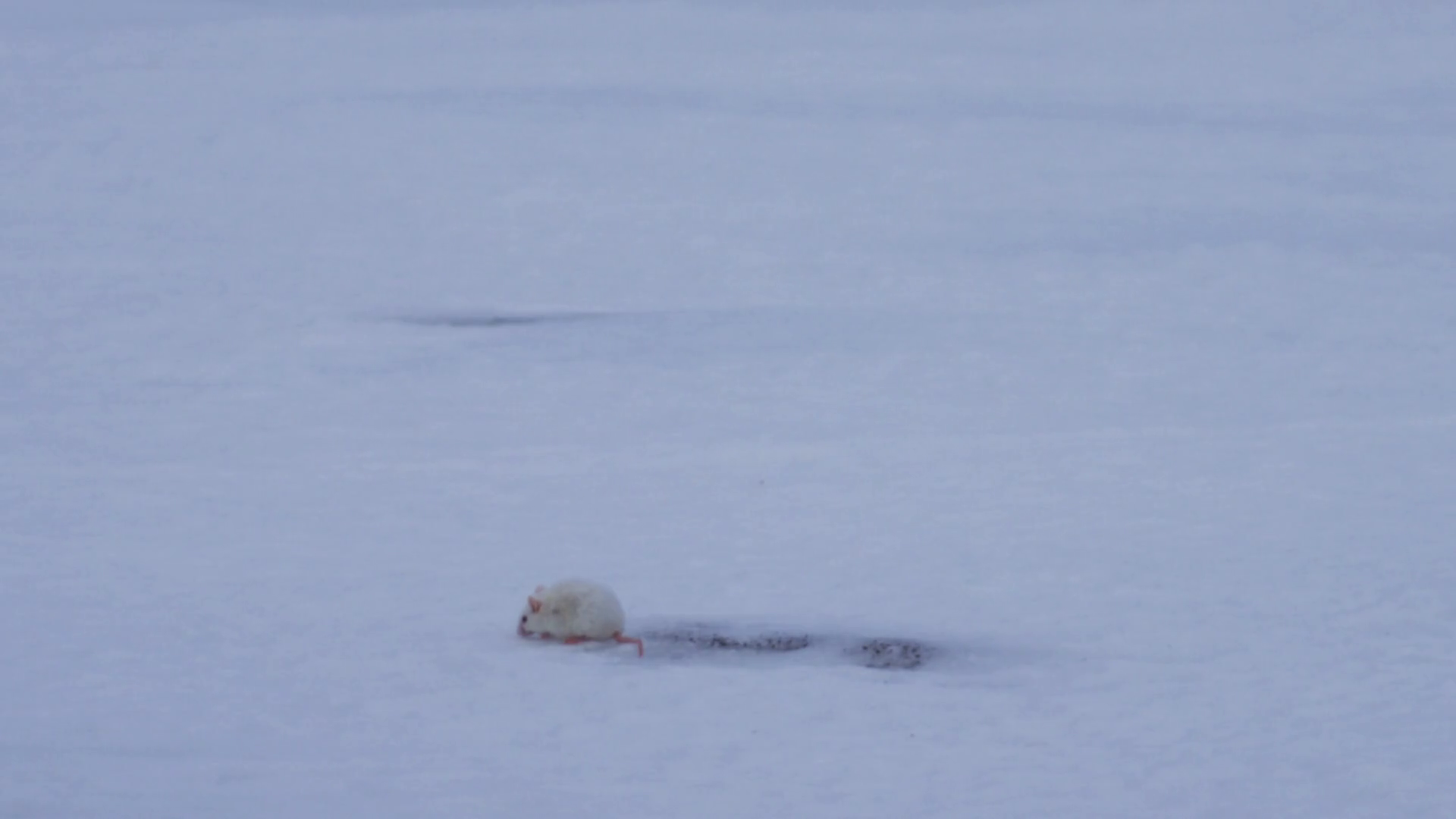Snowy Owl Grabbing Small Mouse With Talons Stock Footage SBV-352199594 ...