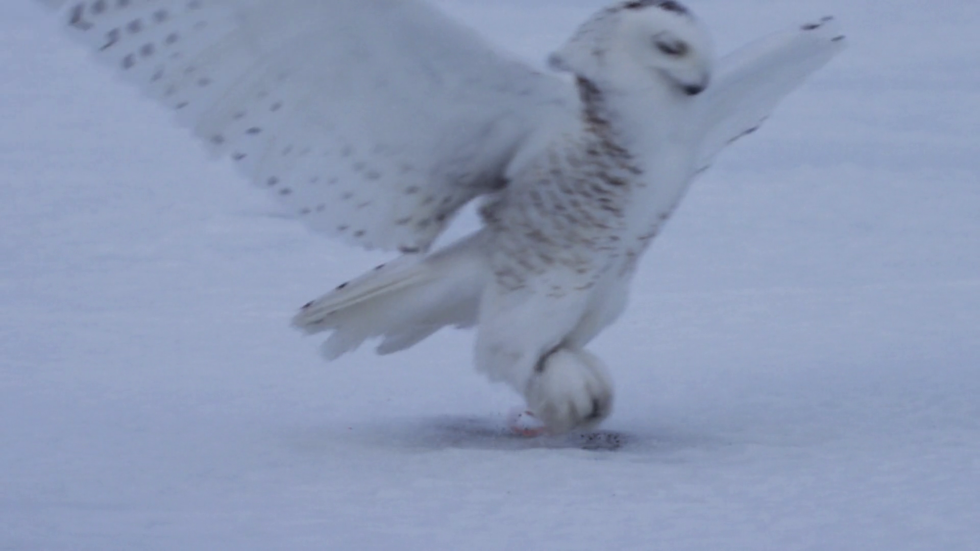 Snowy Owl Grabbing Small Mouse With Talons Stock Footage SBV-352199594 ...