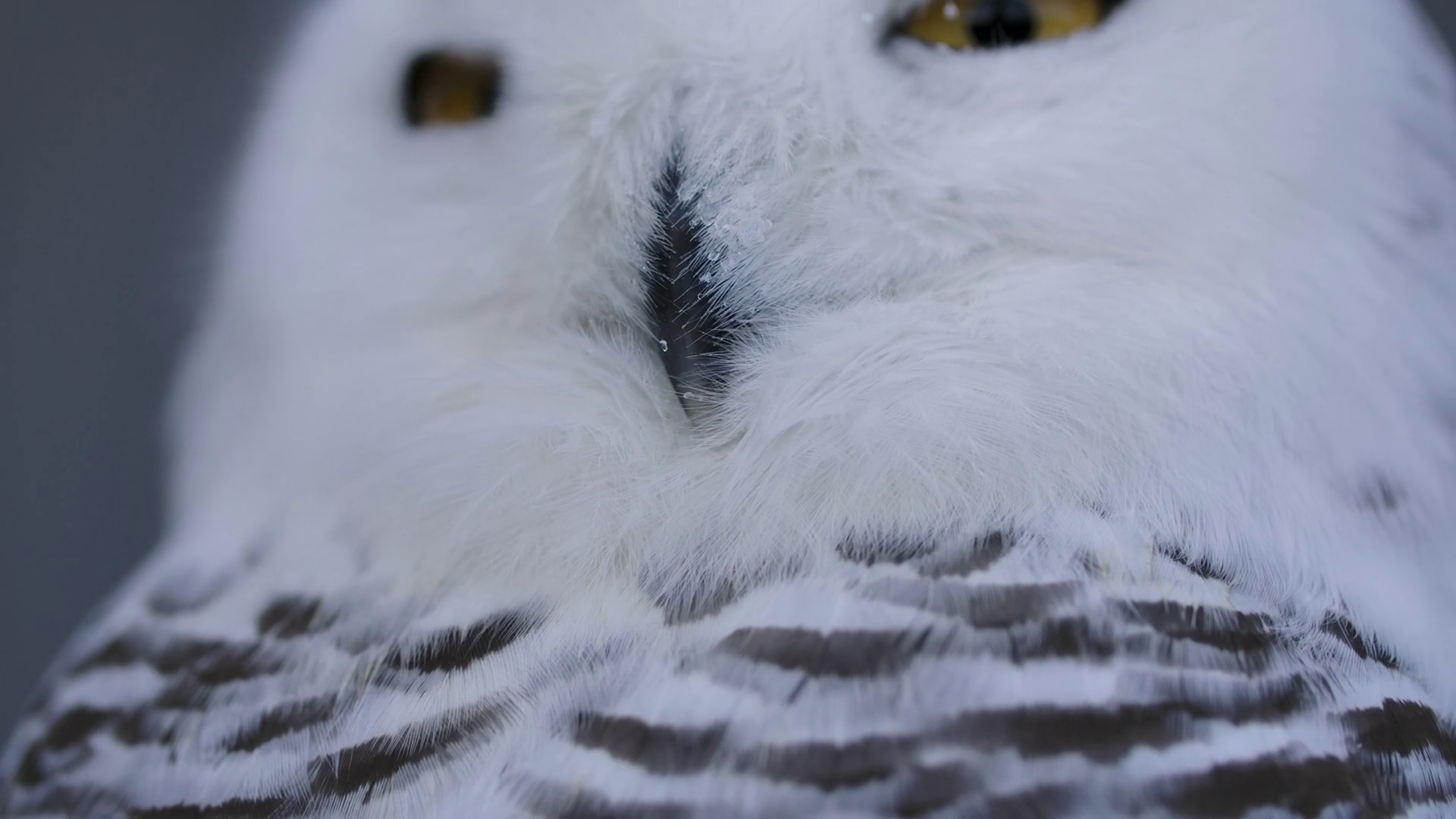 Snowy Owl Head Rotating Macro Slomo Stock Footage SBV-352216927 ...