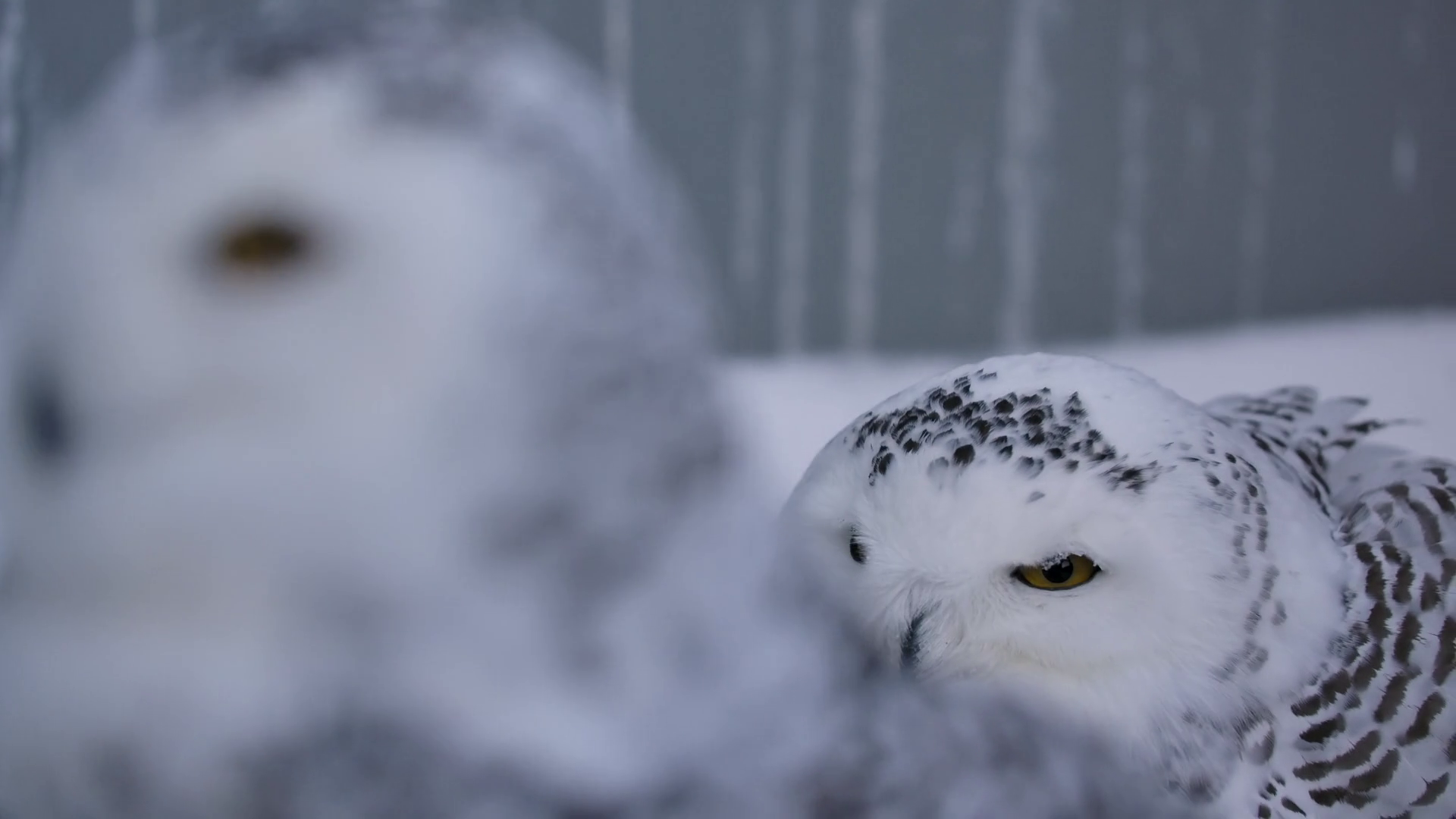 Snowy Owl Pair Rack Focus Front To Back Stock Footage SBV-352216949 ...