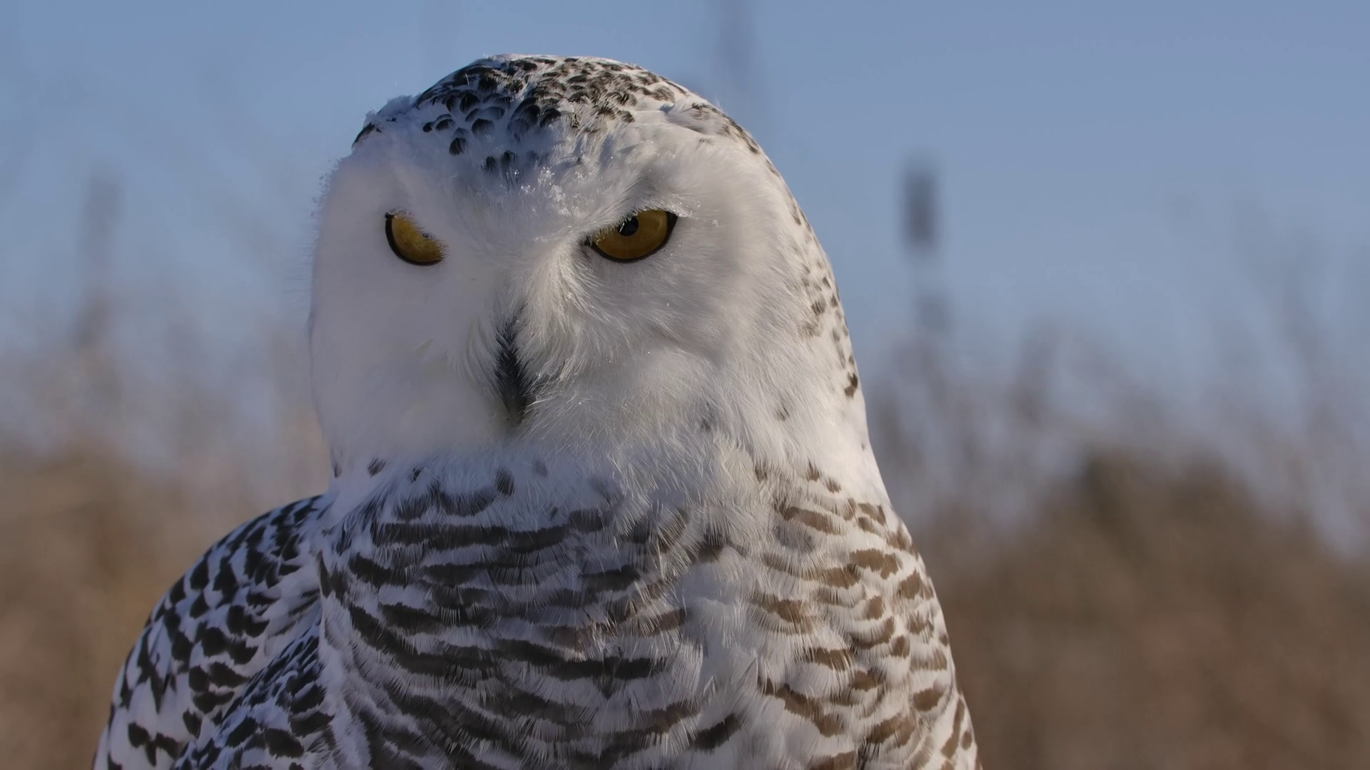 Snowy Owl Perched In Winter Wind Waiting Prey Stock Footage SBV ...