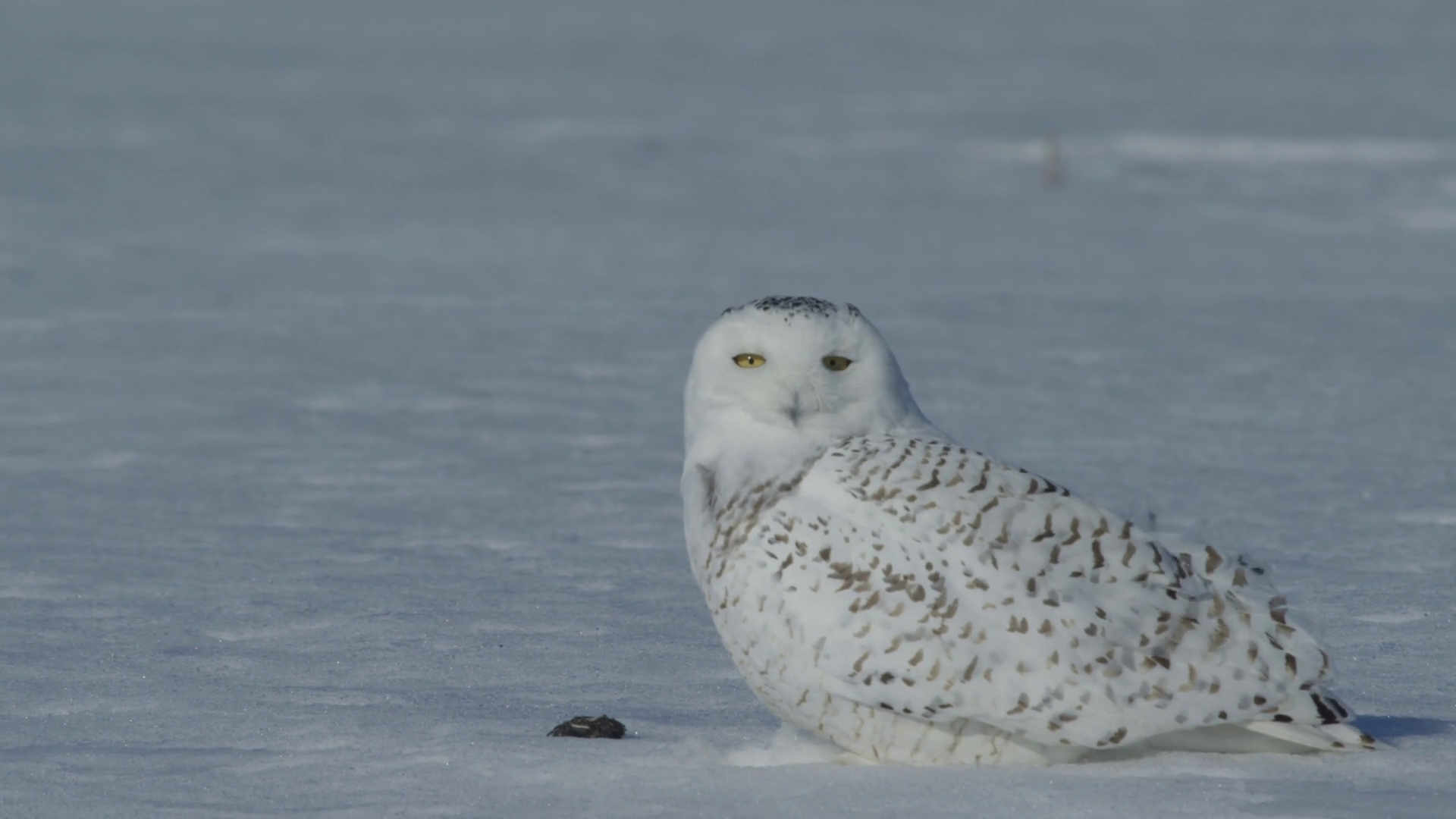 Snowy Owl Sitting Over Kill Dead Mouse Stock Footage SBV-352199617 ...
