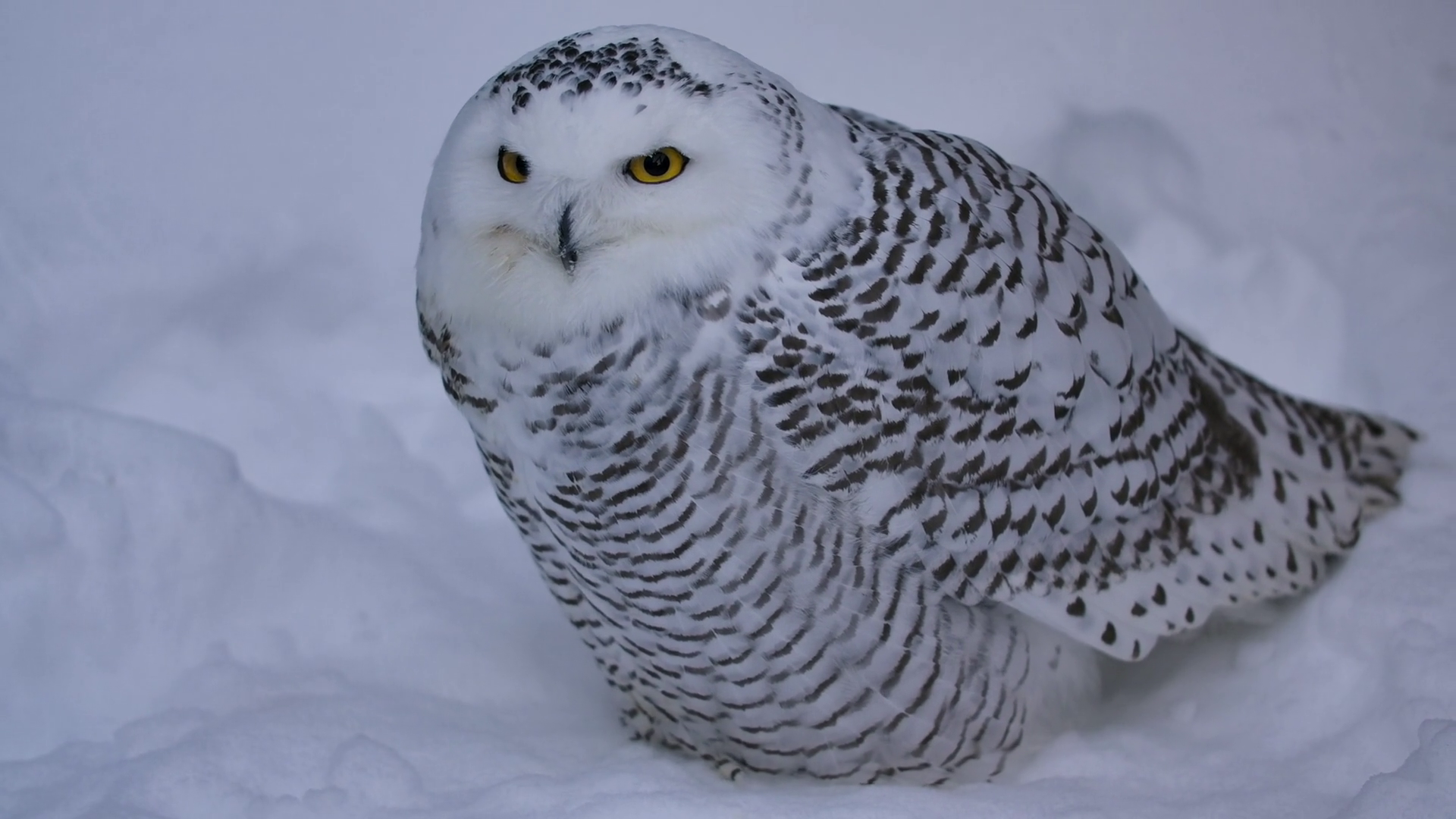 Snowy Owl With Bloody Face From Meal Off Stock Footage SBV-352216974 ...