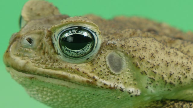 1092 1080 Stock Footage: Royalty-Free Video Clips - Storyblocks