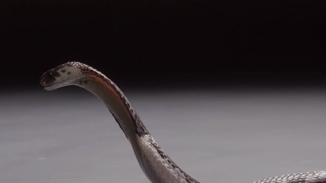 Indian Cobra Biting Foot Of A Woman Stock Footage: Royalty-Free Video ...