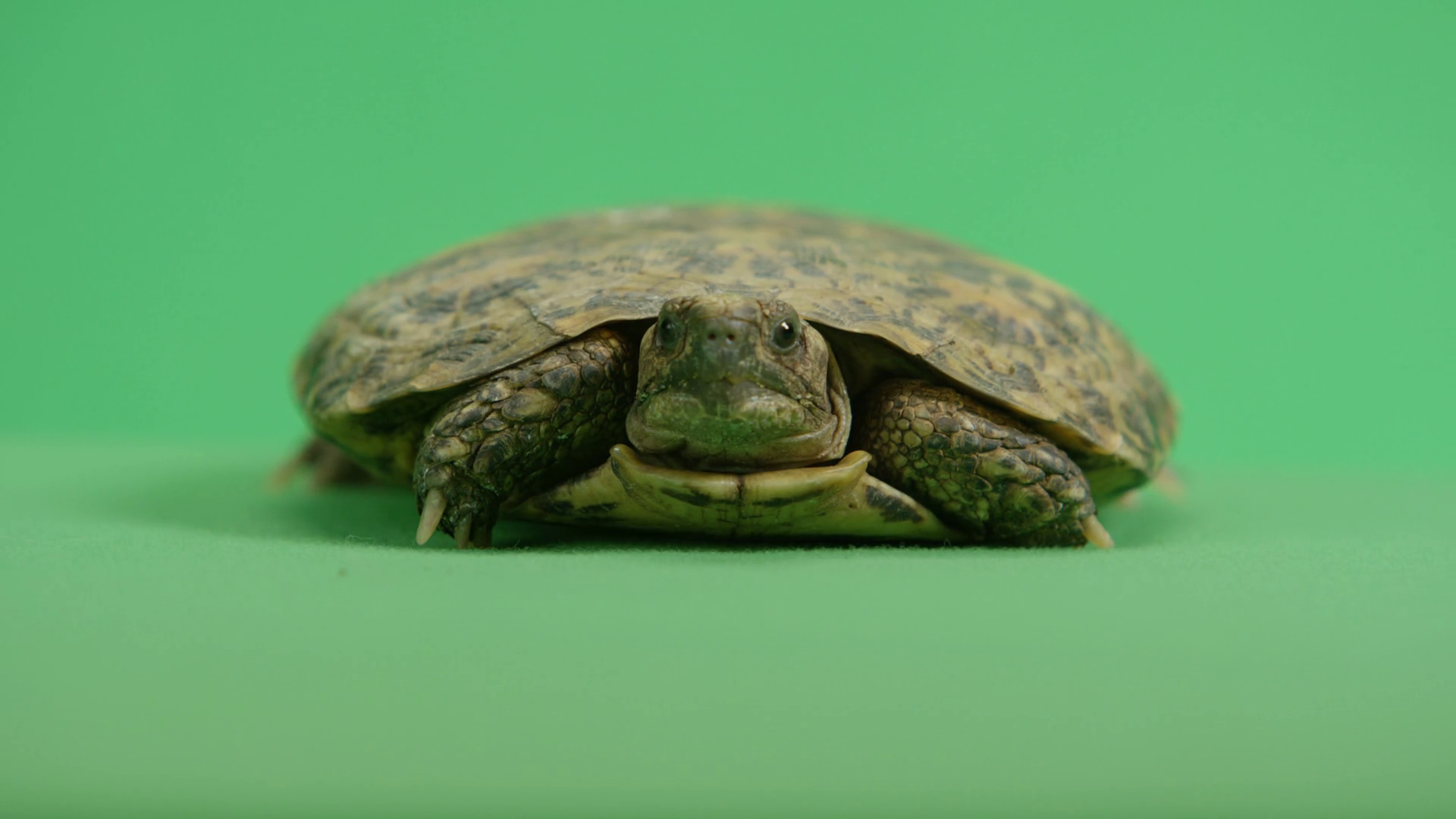 Turtle Coming Out Of Shell Green Screen Stock Footage SBV-352195666 ...