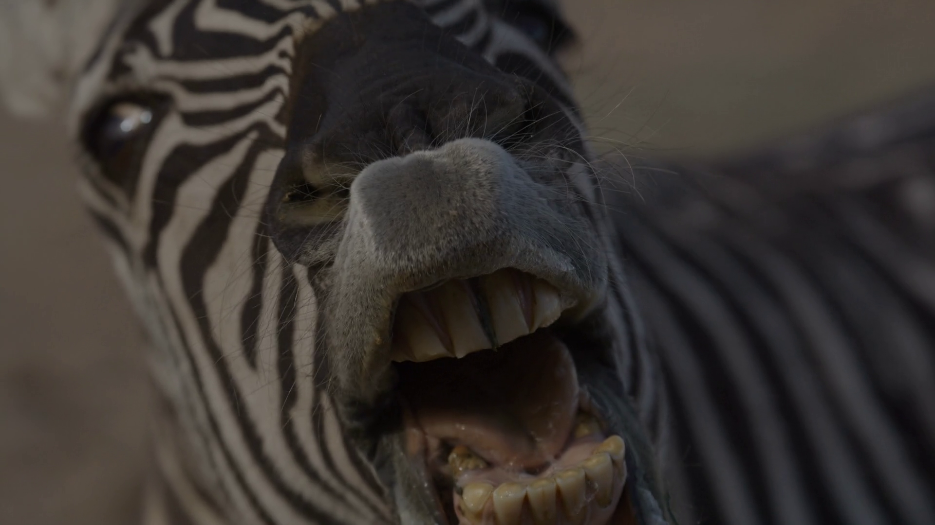 Wild Zebra Close Up Facial Expressions Slow Stock Footage SBV-352288959 - Storyblocks