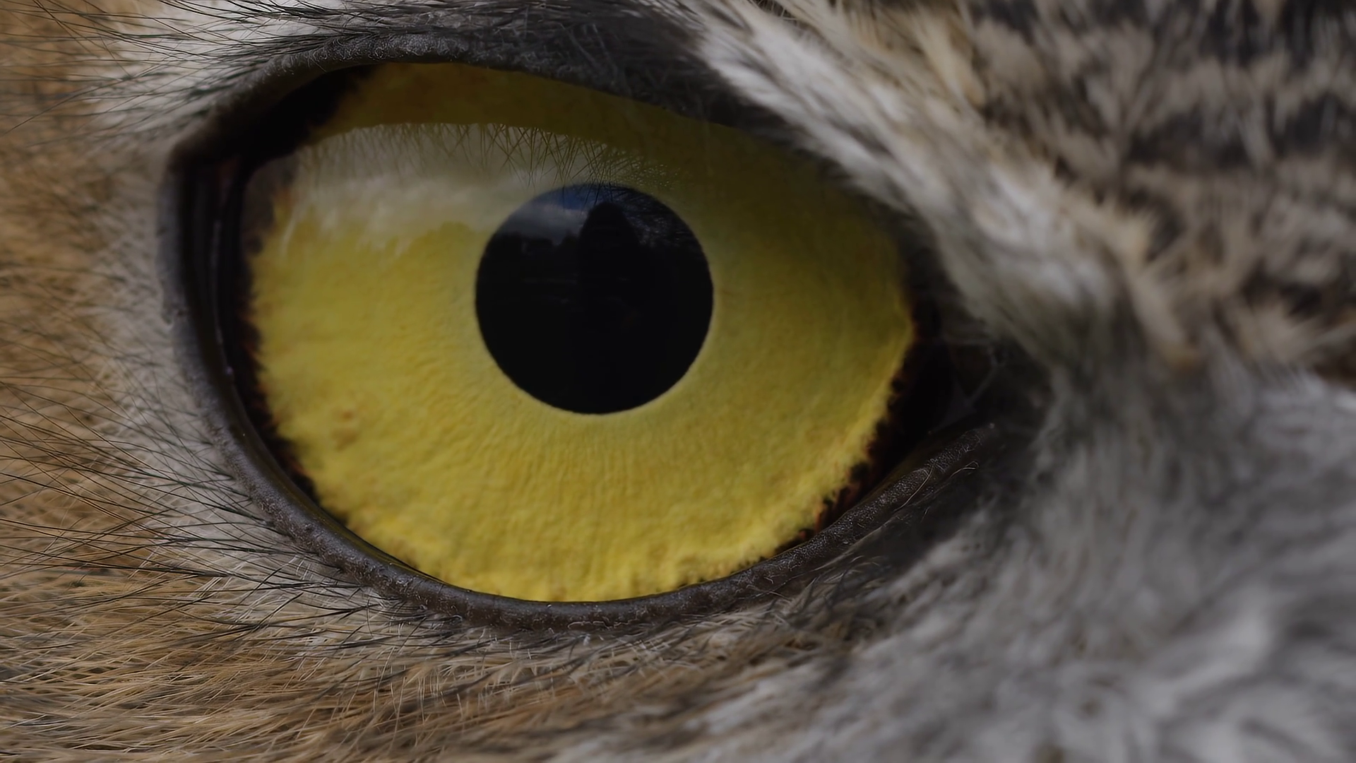 Zoom Out From Horned Howl Eye Blink 1 Stock Footage SBV-351778497 ...