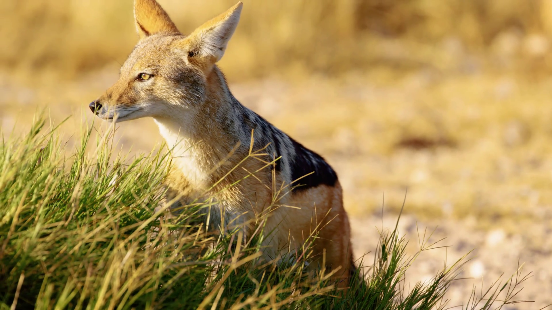 Slow Motion Footage Of Wild African Jackal Stock Footage SBV-352277690 ...