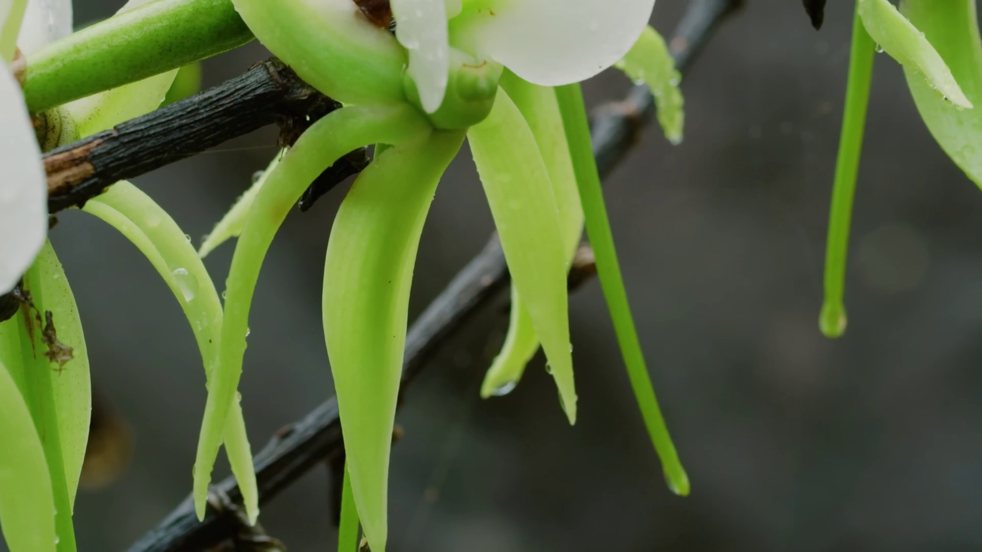 Angraecum Eburneum Comet Orchid In Stock Footage SBV-352298195 ...