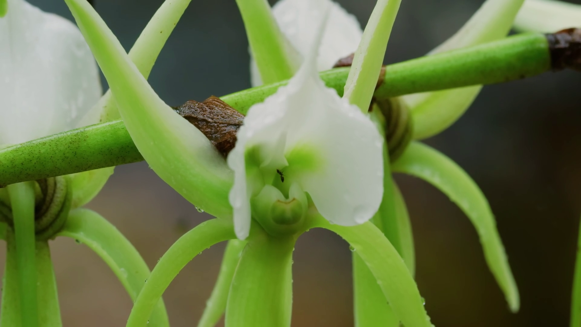 Angraecum Eburneum Comet Orchid In Stock Footage SBV-352298199 ...