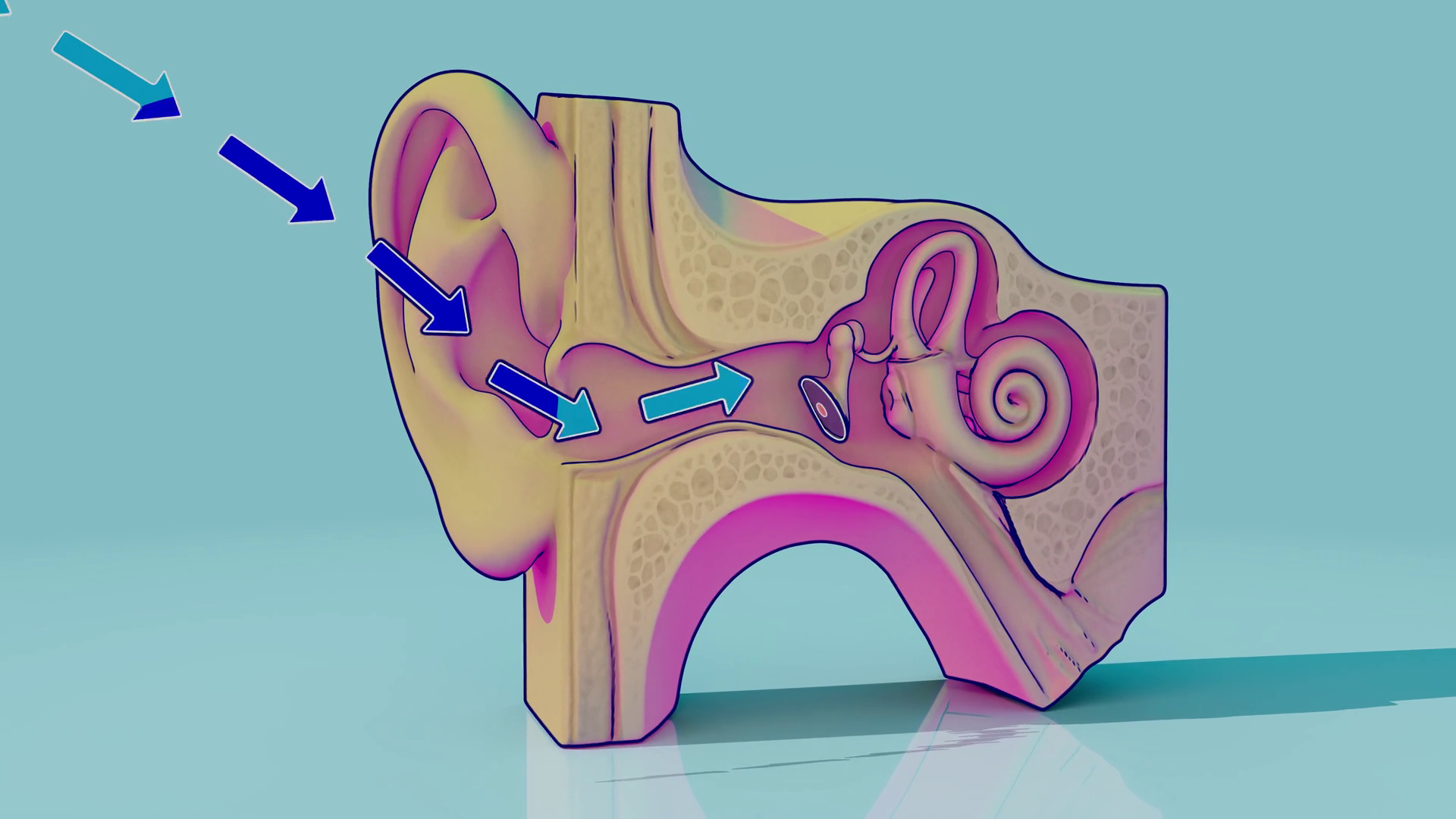 Conceptual 3d Animation Of Ear Anatomy Stock Footage SBV-352285115 ...