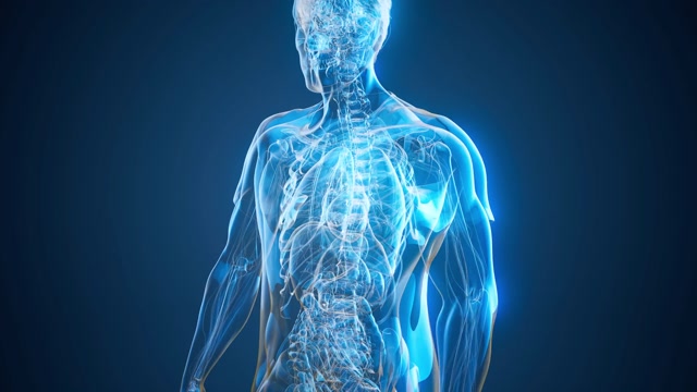 Male Anatomy Medical Stock Footage: Royalty-Free Video Clips - Storyblocks