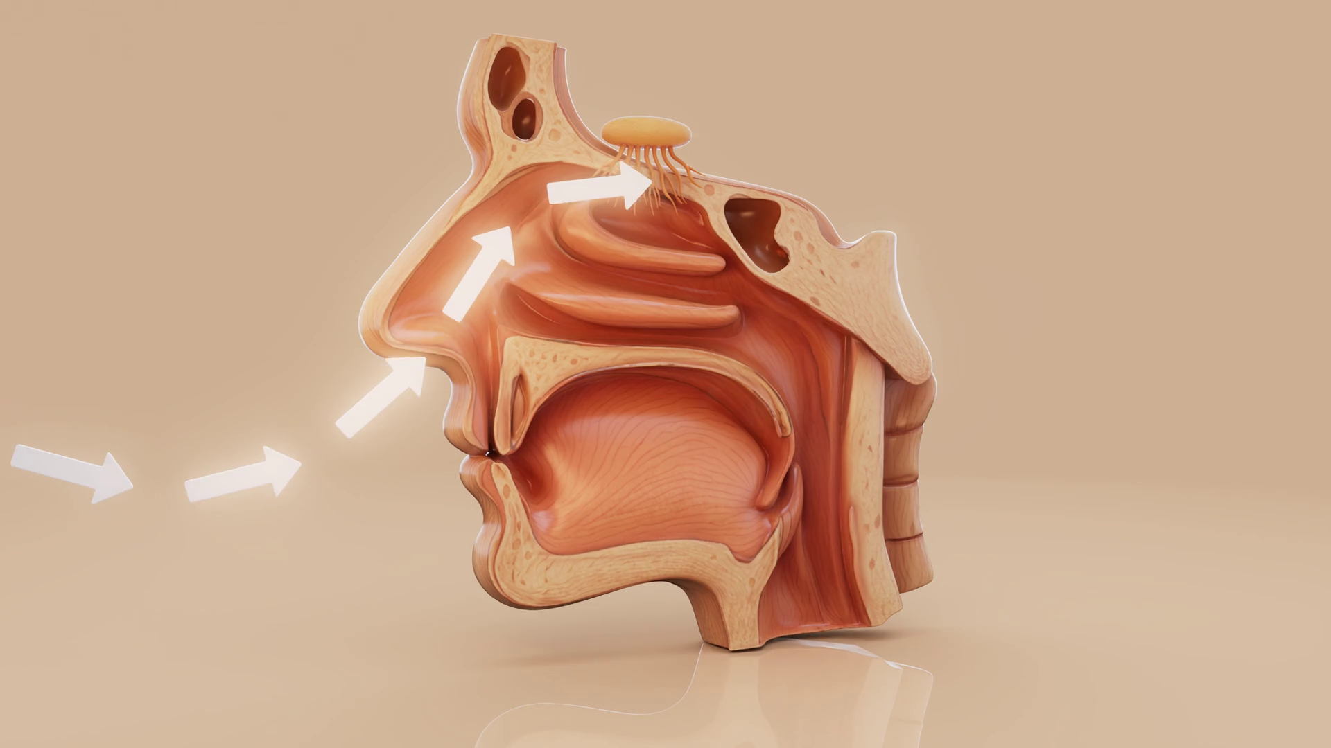 Conceptual 3d Animation Of Nose Anatomy Stock Footage SBV-352285156 - Storyblocks