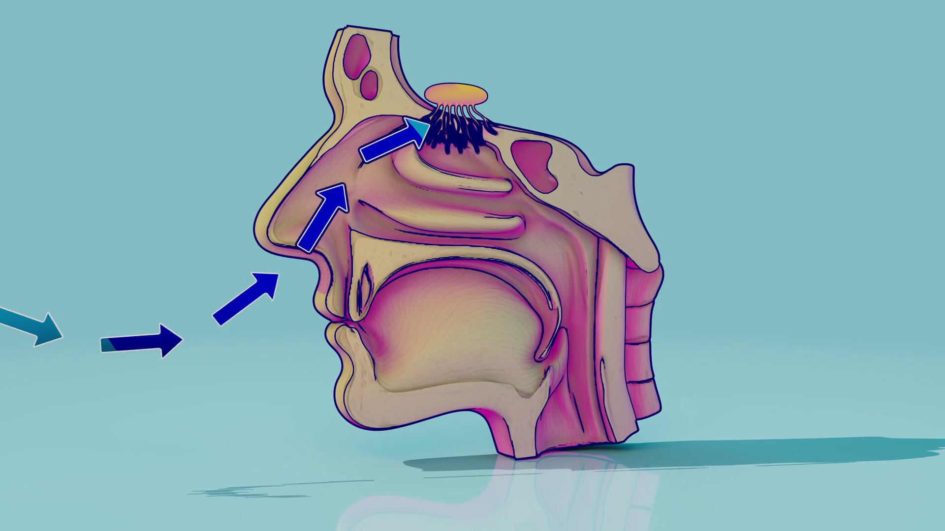Conceptual 3d Animation Of Nose Anatomy Stock Footage SBV-352285160 - Storyblocks