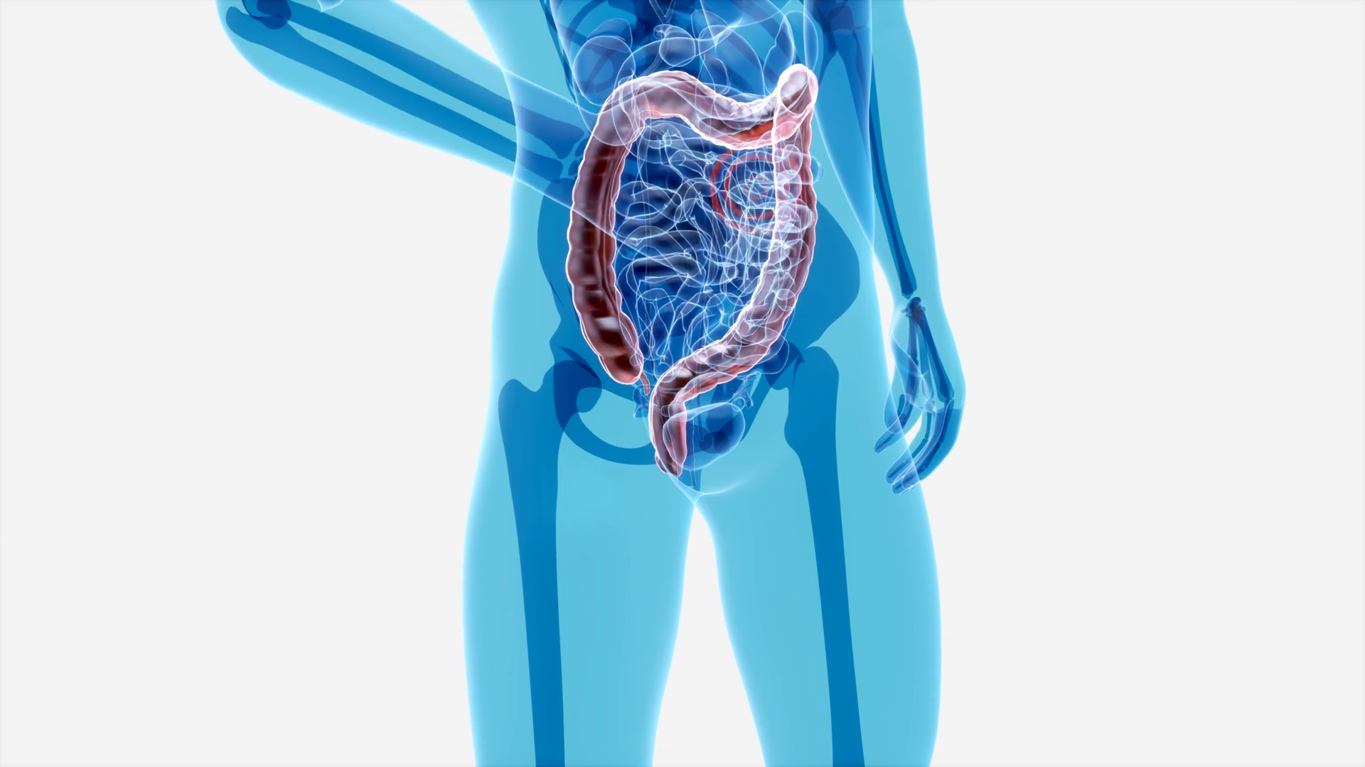 4k Anatomy Concept Of Intestine Stock Footage SBV-346503242 - Storyblocks