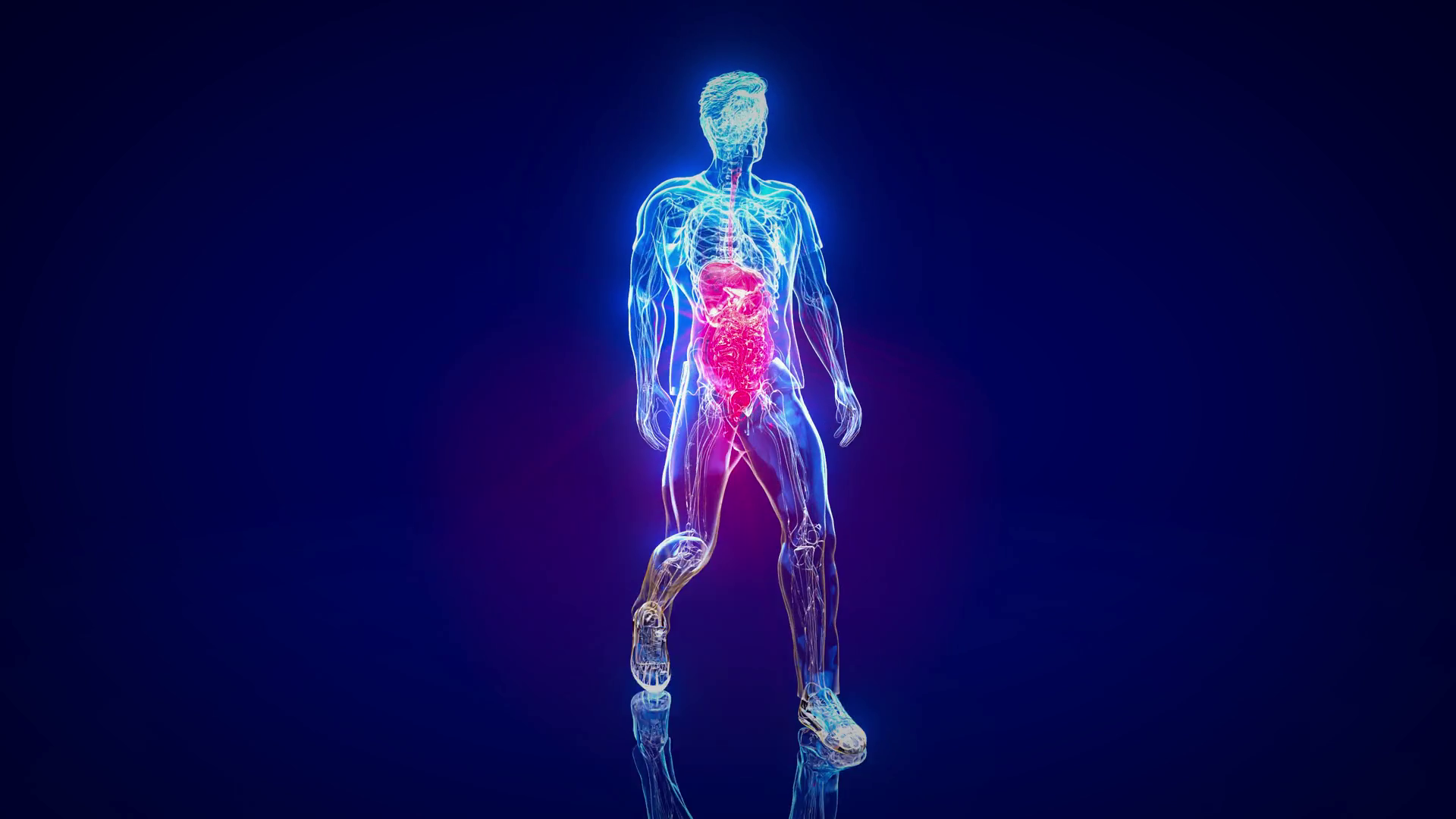 Abstract 3d Anatomy View Of Gut Stock Motion Graphics SBV-348735759 ...