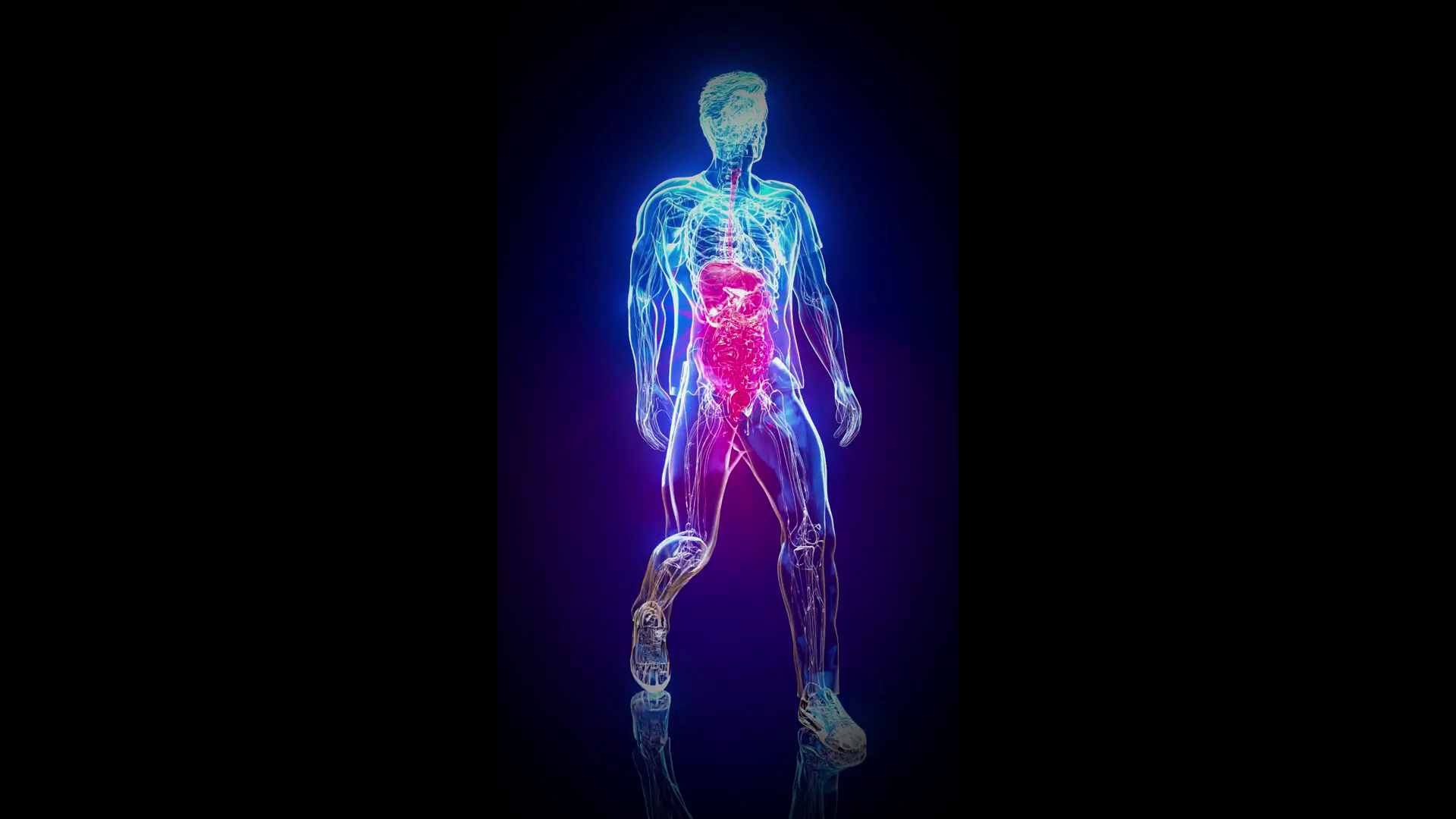 Conceptual Vertical 3d Animation Of Man Gut Stock Motion Graphics SBV ...