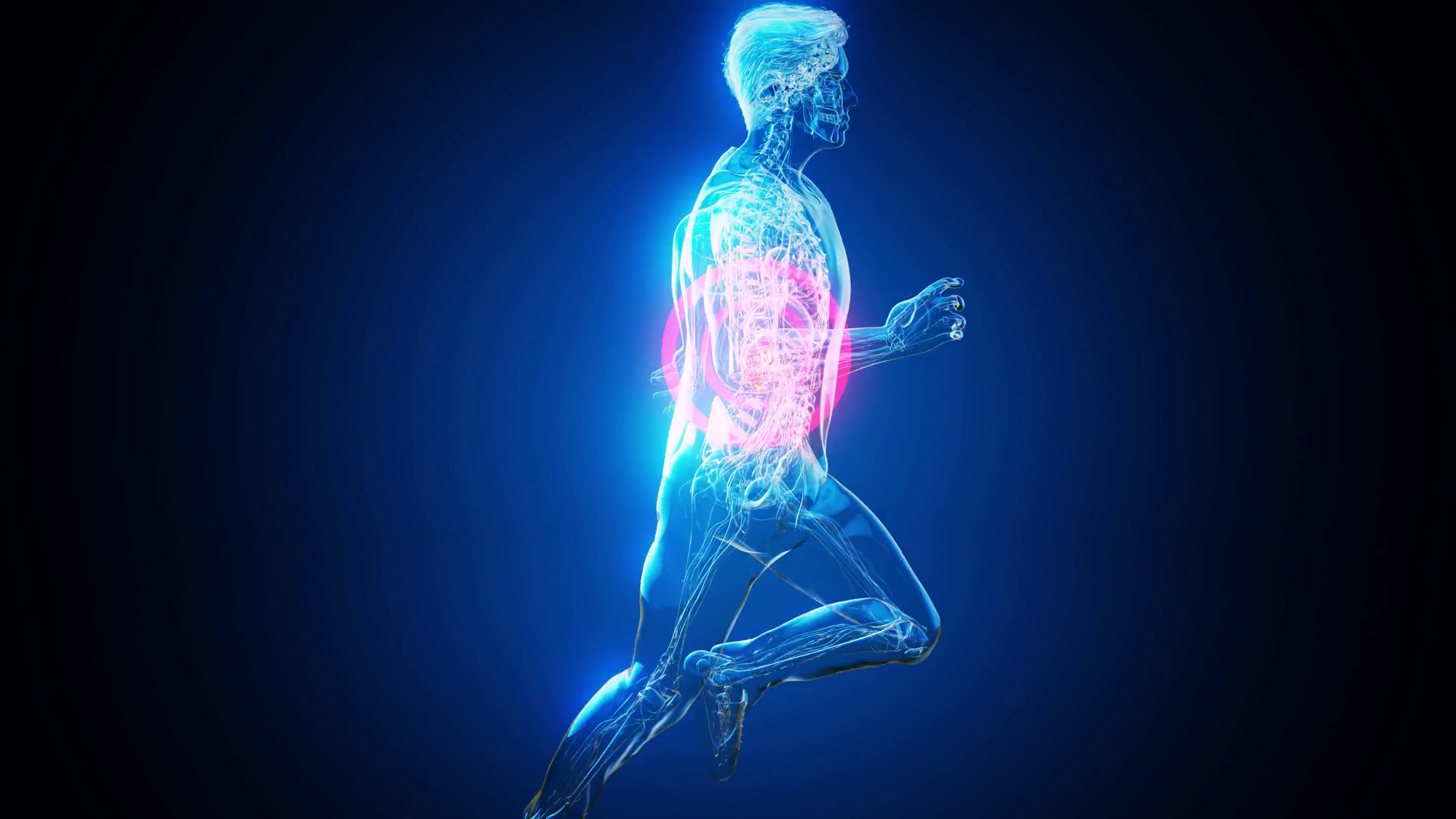 4k Conceptual Animation Of Runner's Kidneys Stock Motion Graphics SBV ...