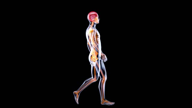 Running Anatomy Stock Footage: Royalty-Free Video Clips - Storyblocks