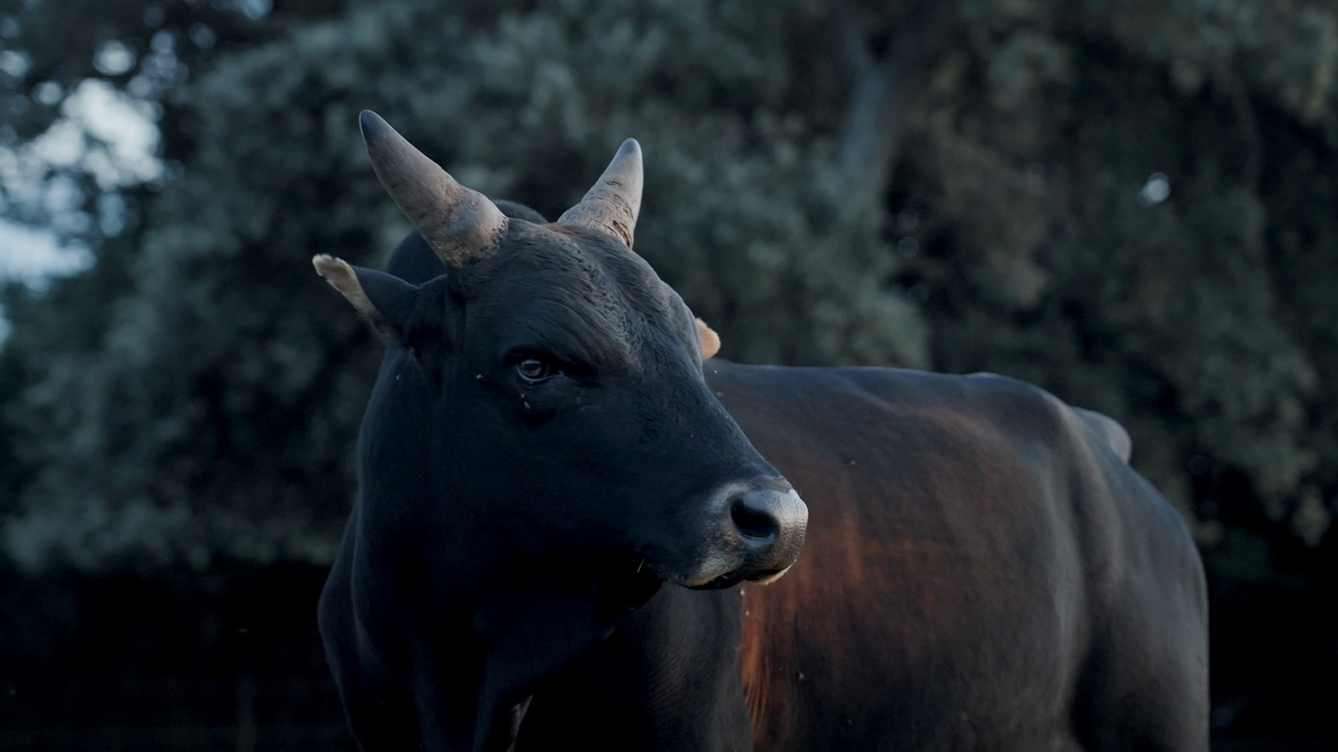 Close-up Shot Of Big Black Bull With Blurred Stock Footage SBV ...