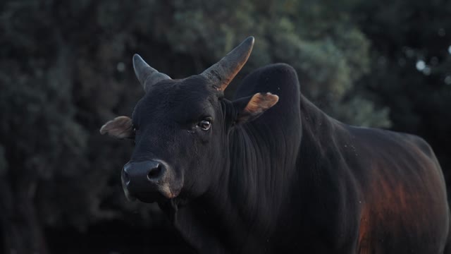 Cow Shot Stock Footage: Royalty-Free Video Clips - Storyblocks