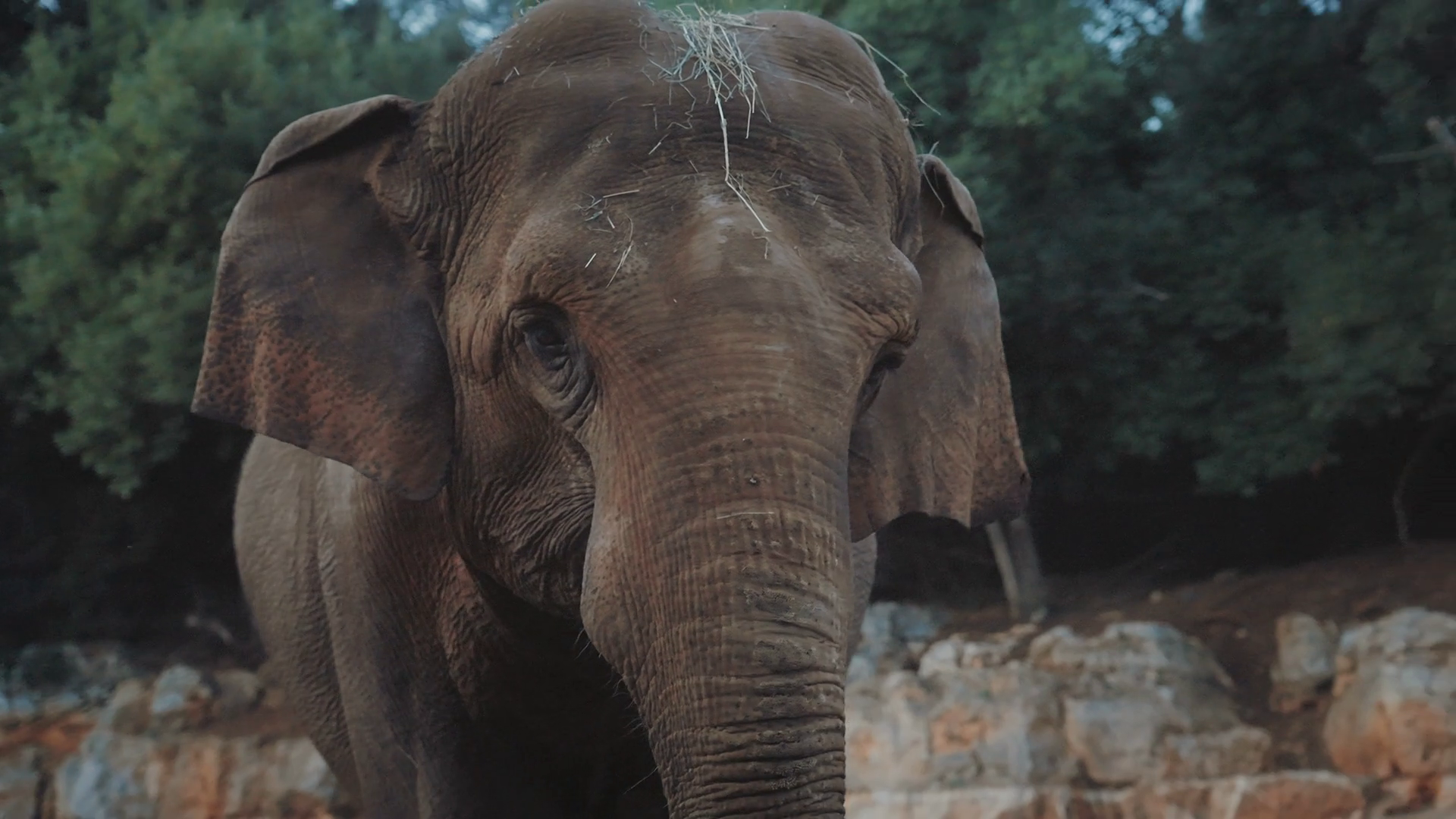 Close-up Of Big Asian Elephant Close Up View Stock Footage SBV ...