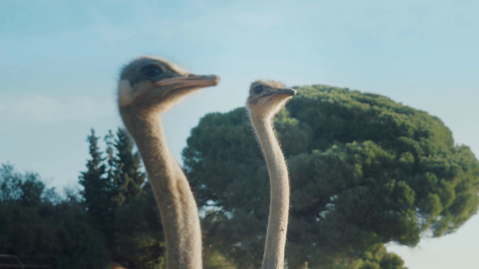 Two Ostriches In Nature Close-up View Of Stock Footage SBV-348916045 ...