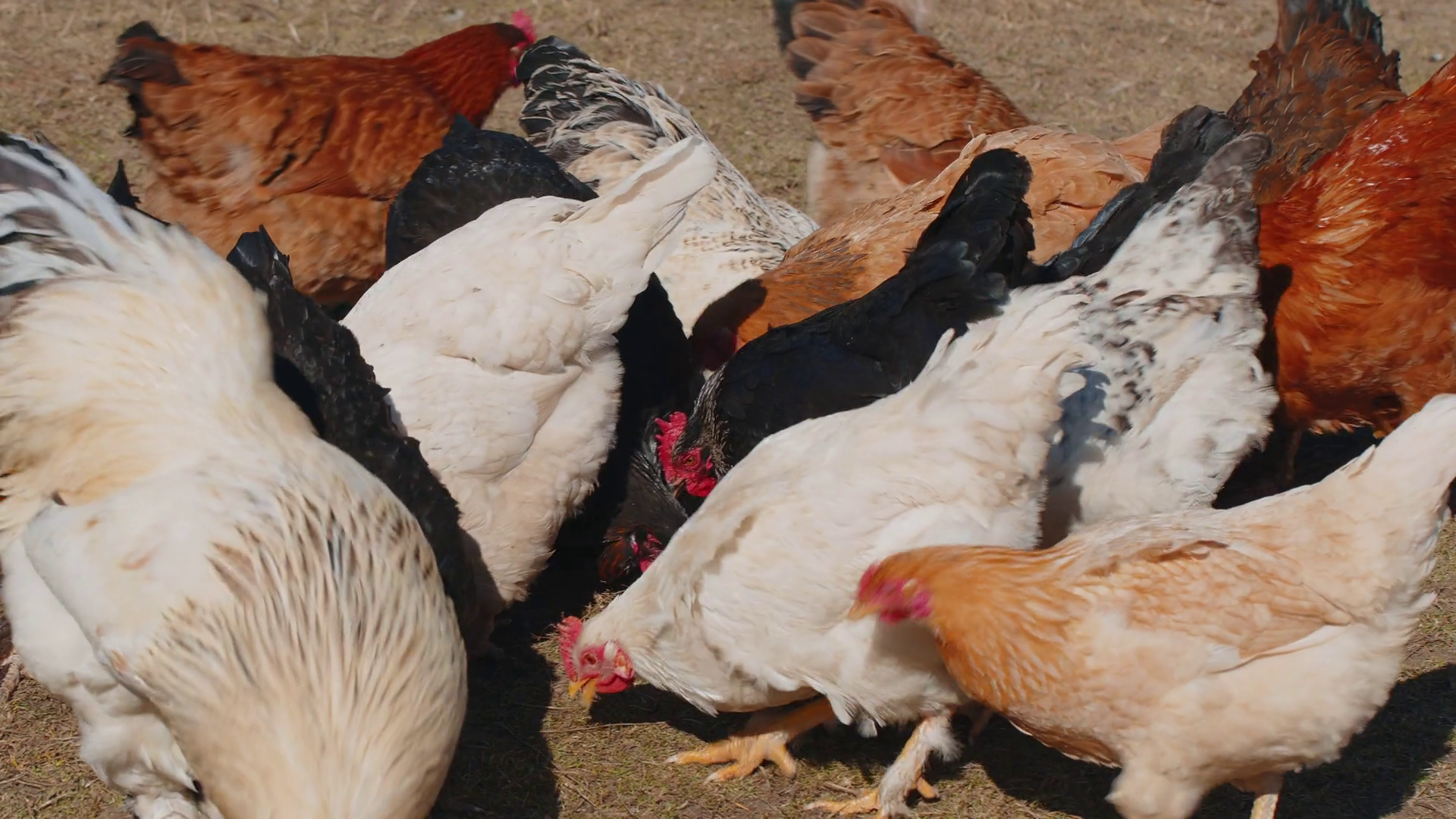 Domestic Free-range Pasture Chickens Stock Footage SBV-352292183 ...