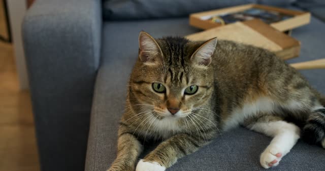 Tabby Markings Stock Footage: Royalty-Free Video Clips - Storyblocks