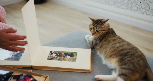 Photo Album Pages Stock Footage: Royalty-Free Video Clips - Storyblocks