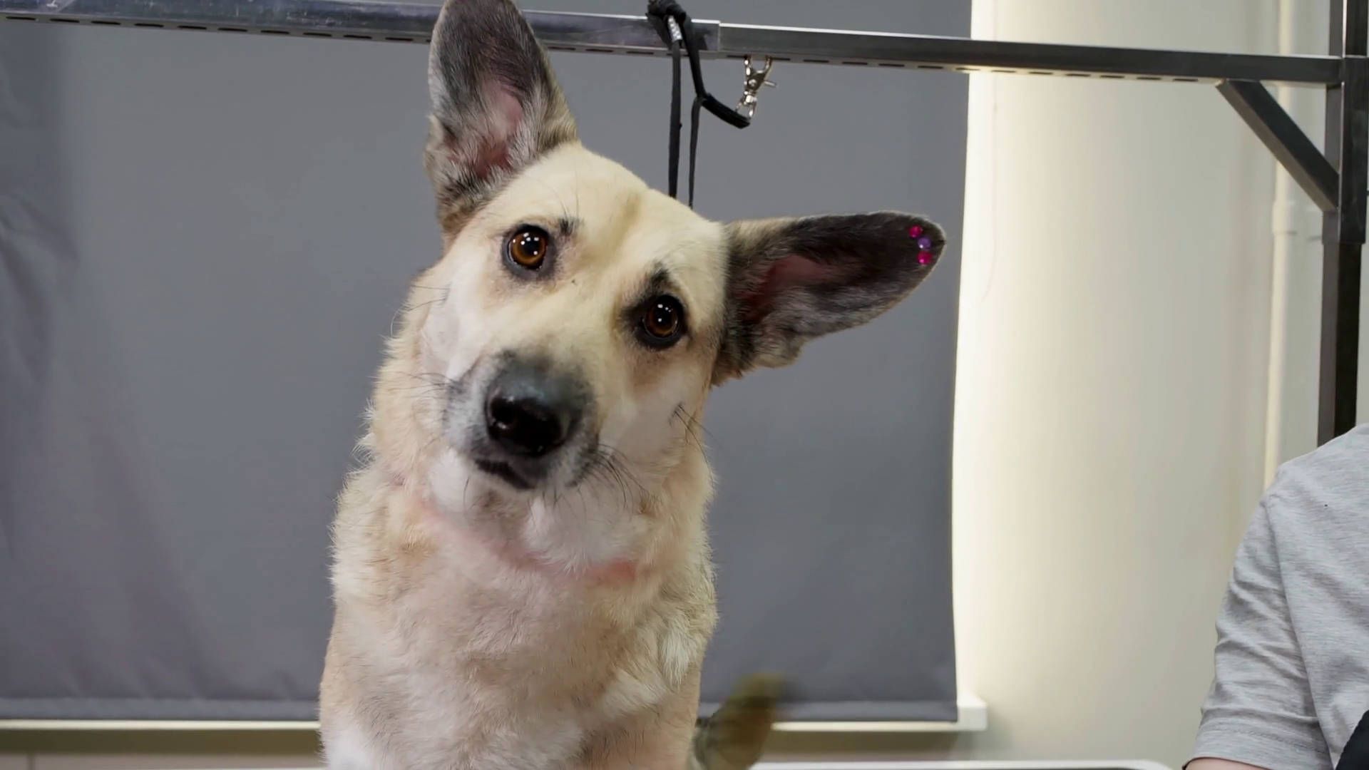 Portrait Of Interested Pretty Dog With Stock Footage SBV-347480318 ...