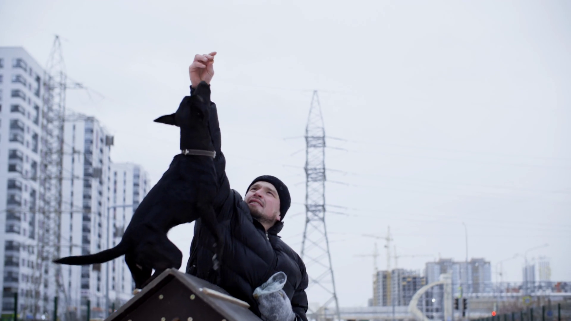 Man Handler Training Black Dog To Stand On Stock Footage SBV-346490635 ...