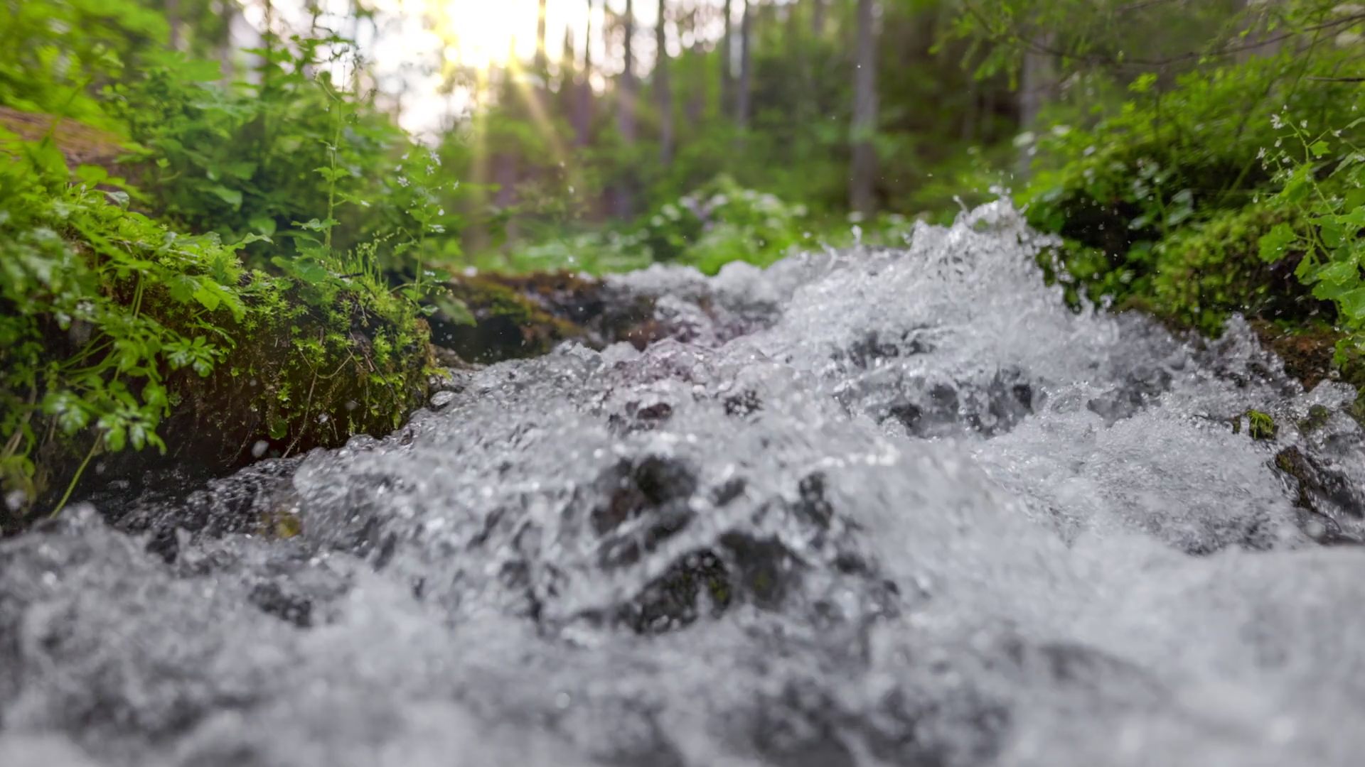 Fast Stream In Green Forest With Small Stock Footage SBV-352052289 ...