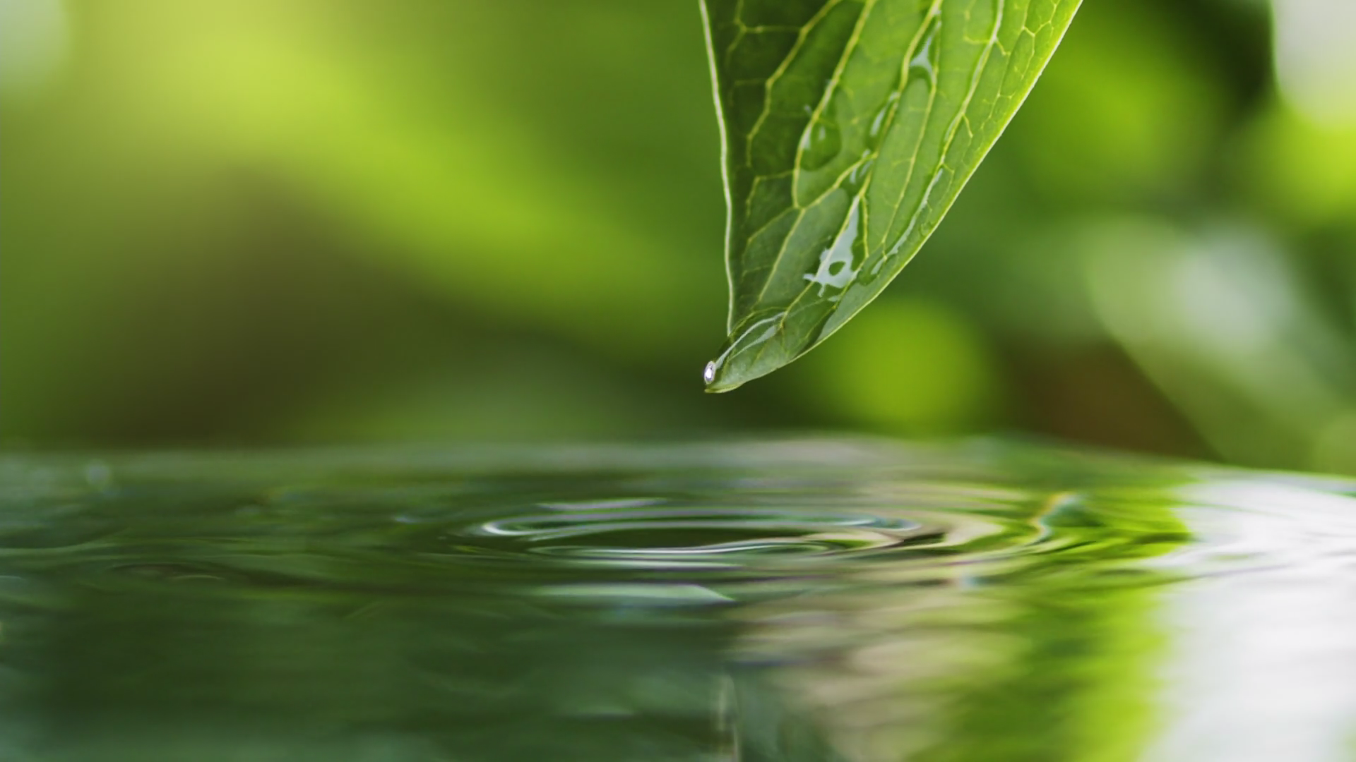 Light Summer Rain Drops Of Water Slowly Fall Stock Footage SBV ...