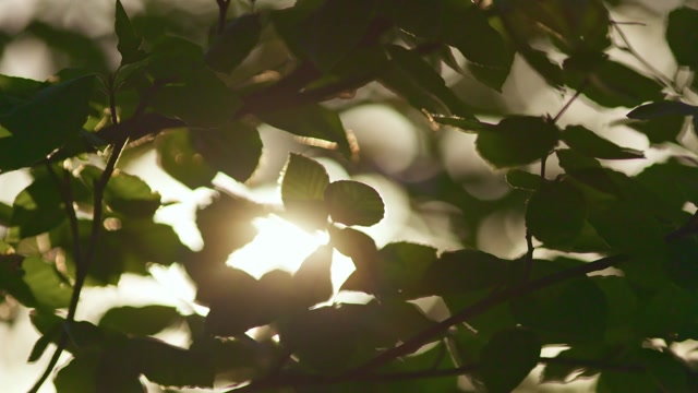 Waving A Leaf Stock Footage: Royalty-Free Video Clips - Storyblocks