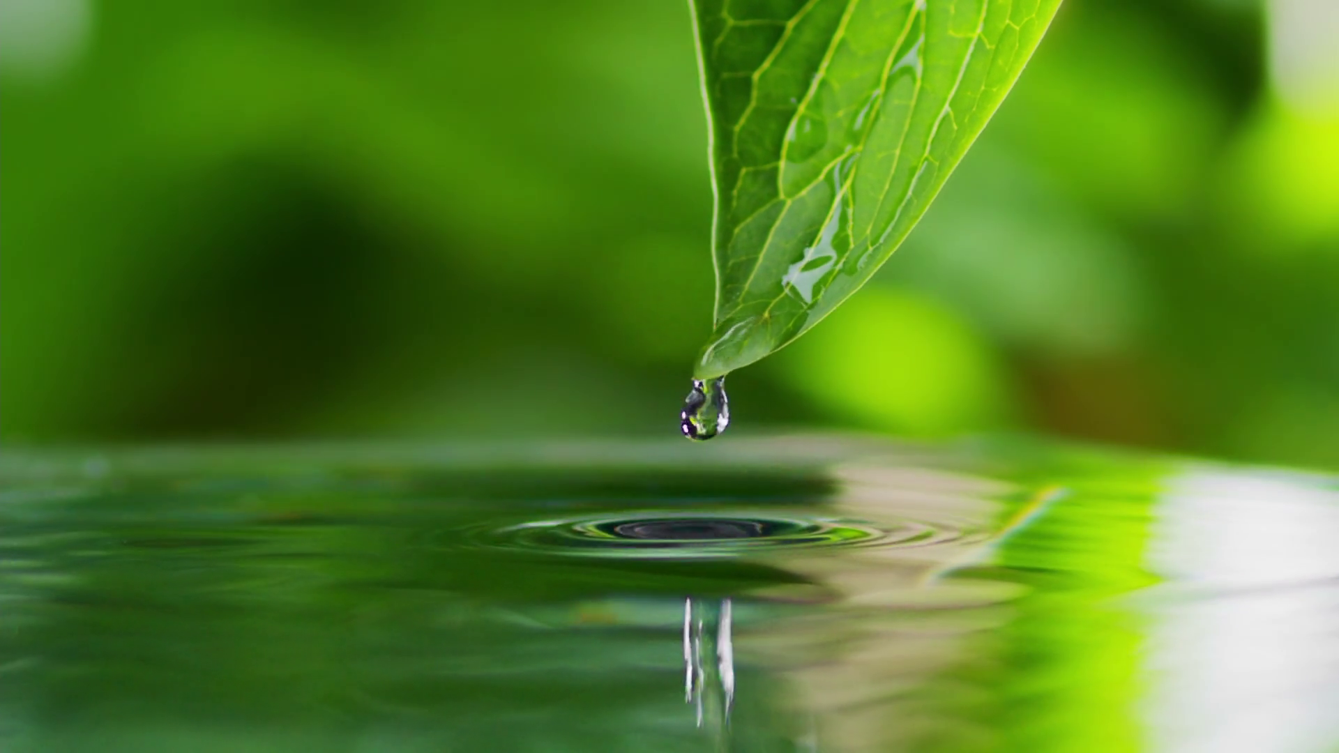 Dew Drops Fall Into Water From Green Fresh Stock Footage SBV-352118719 ...