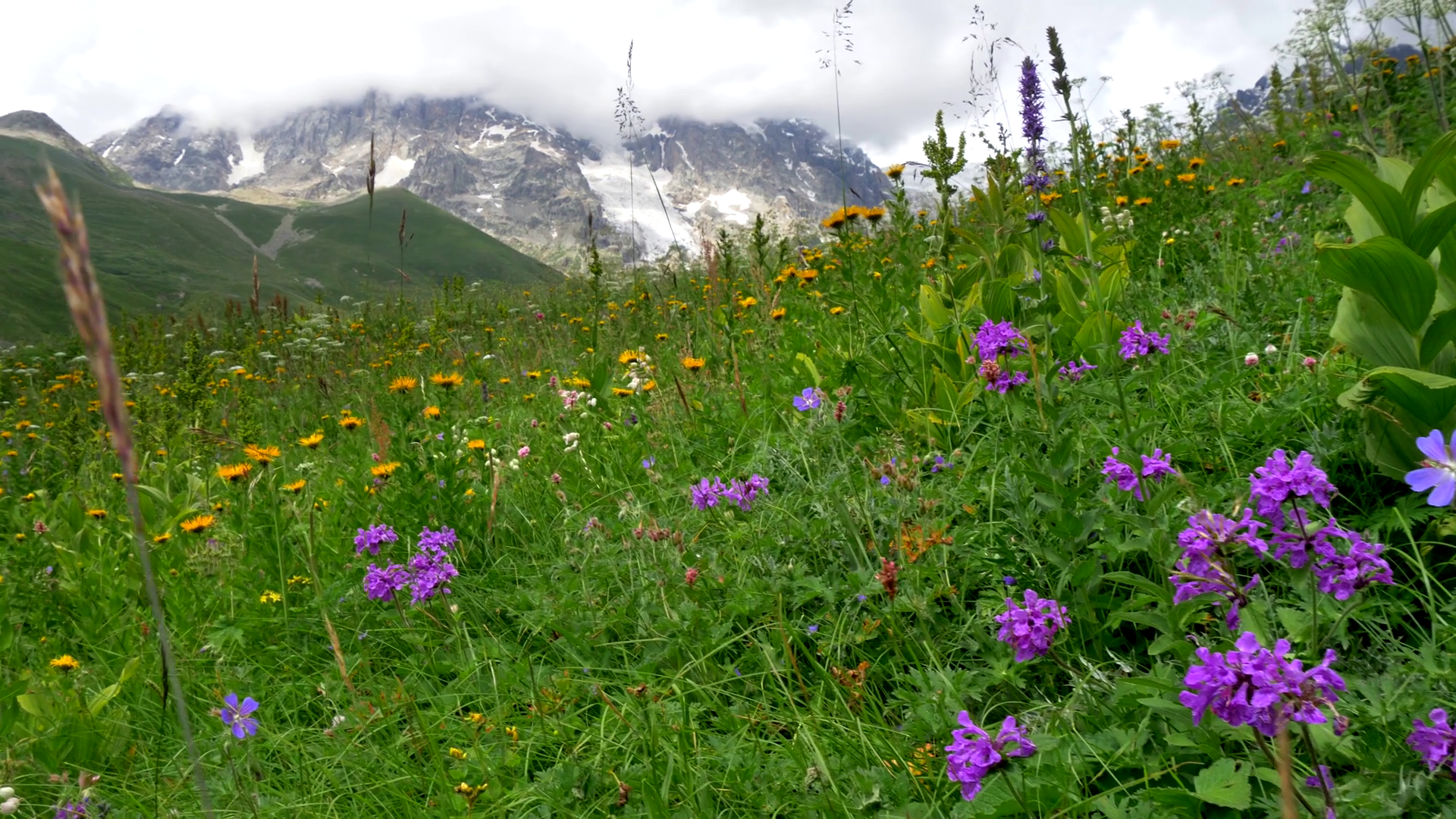 Purple Flowers On Summer Alpen Meadow Stock Footage SBV-352228523 ...