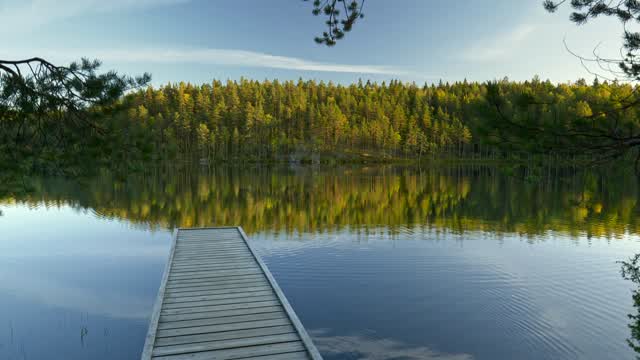 Forest Lake | Animals stock footage - Storyblocks