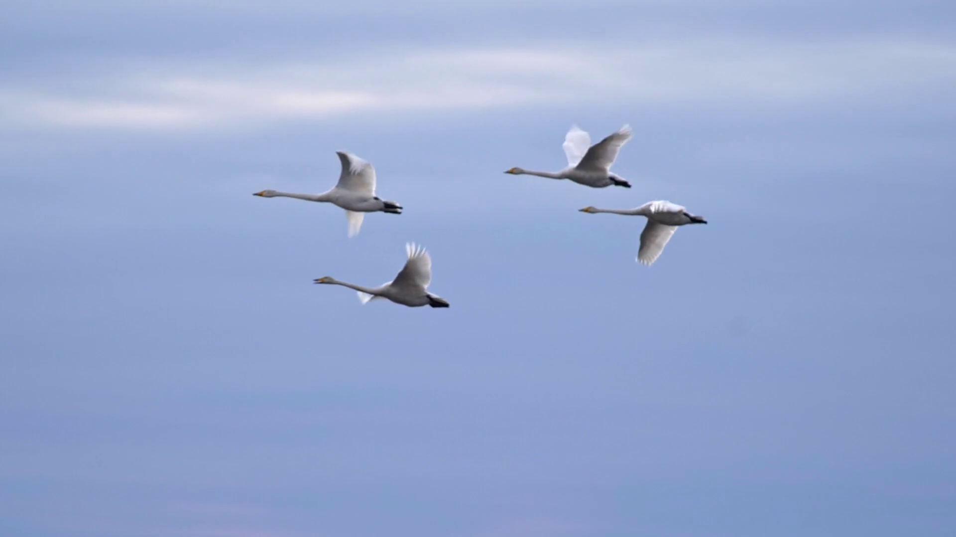 Slow Motion Shot Of Swans Flying Over Blue Stock Footage SBV-352348161 ...