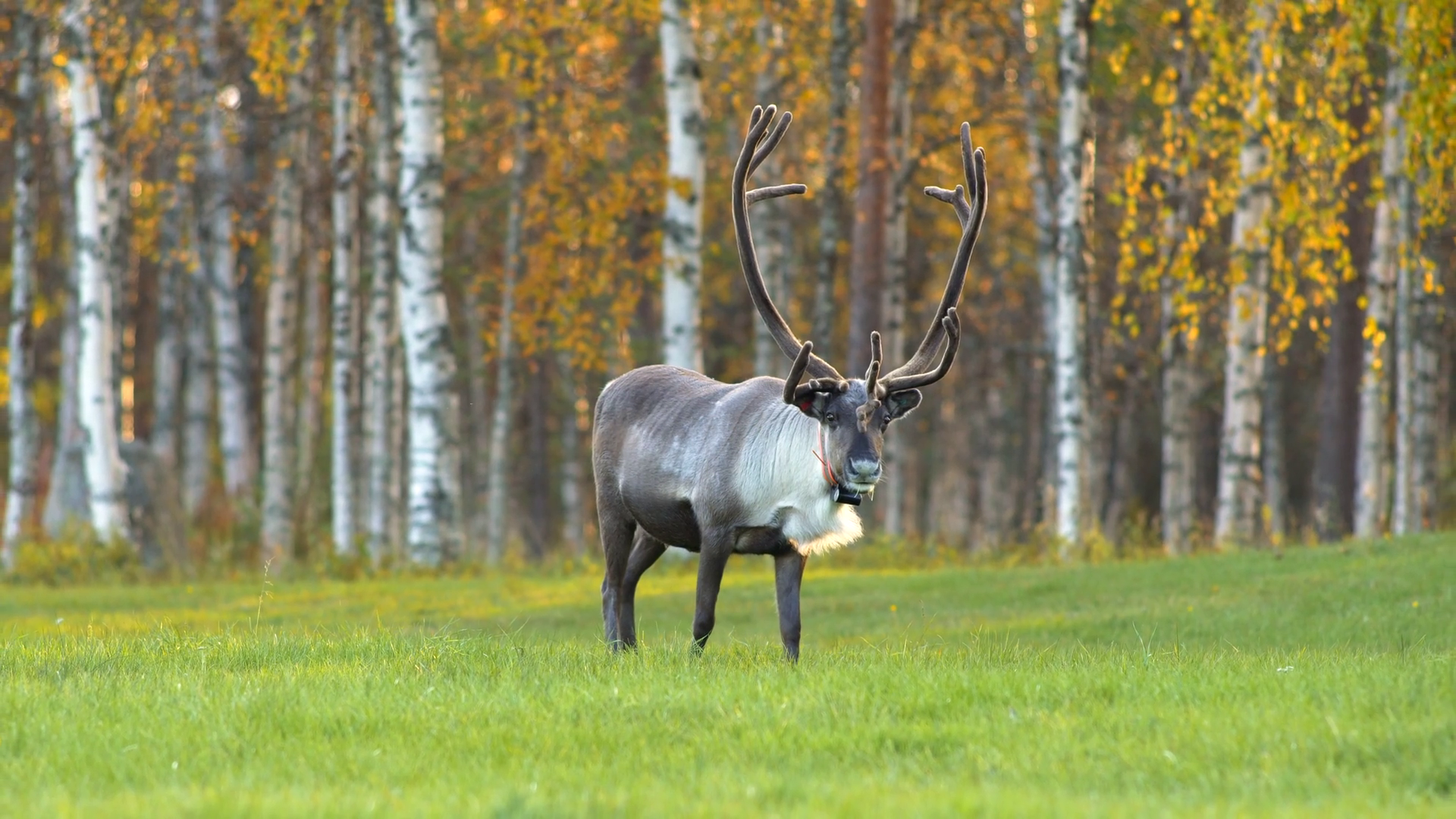 Deer On Meadow Against Autumn Birch Stock Footage SBV-352349249 ...