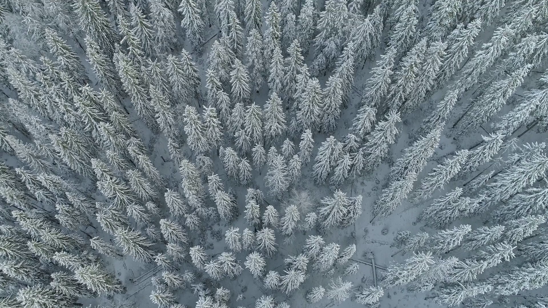 Flying Over Tops Of Evergreen Spruce Woods Stock Footage SBV-352356382 ...