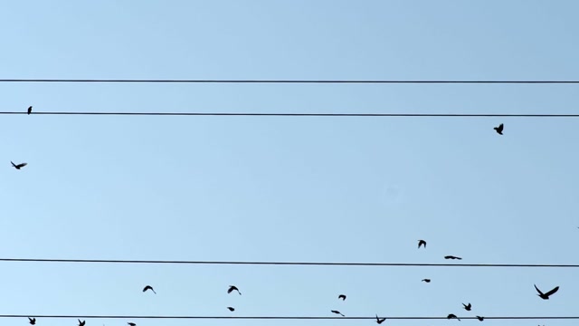 Scared Birds Flying Away Stock Footage: Royalty-Free Video Clips ...