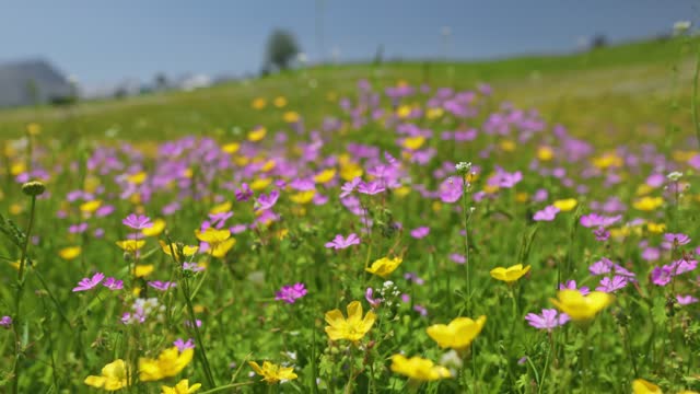 Yellow Color Palette Stock Footage: Royalty-Free Video Clips - Storyblocks