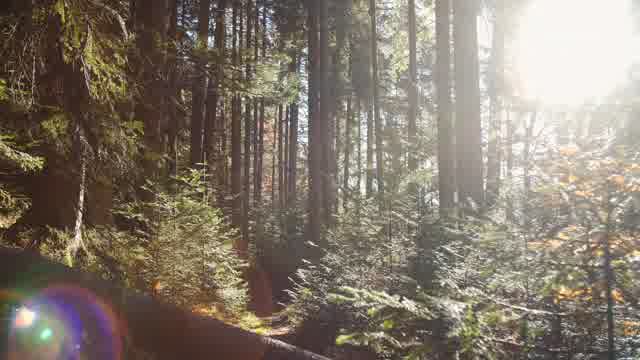 Virgin Forest Stock Footage: Royalty-Free Video Clips - Storyblocks