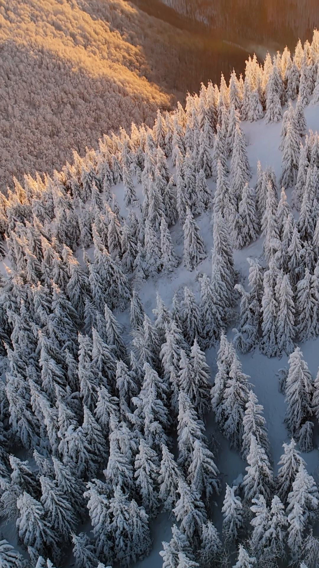 Vertical Aerial View Of Frozen Forest With Stock Footage SBV-353448049 ...