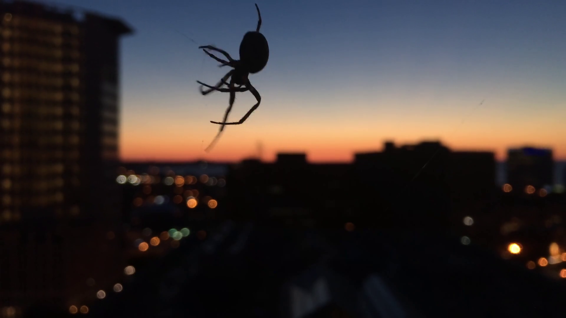 A Closeup Shot Of Spider Spinning Web High Stock Footage SBV-309255529 ...